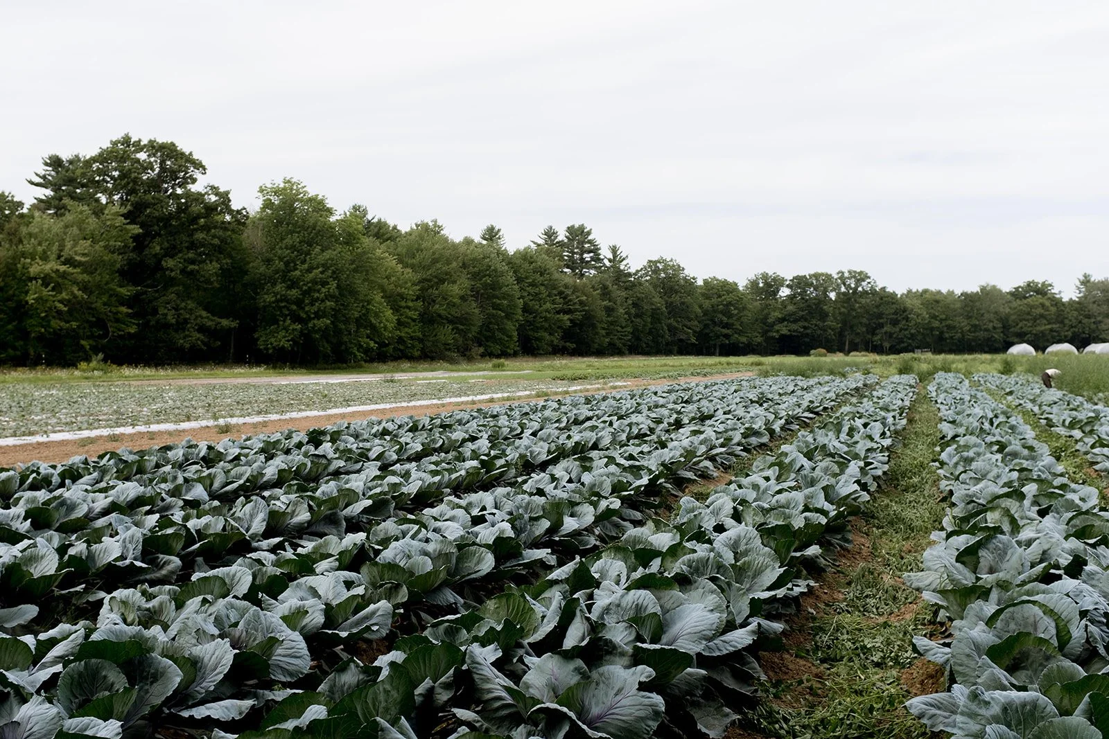 Our Mission — Harvest Tide Organics