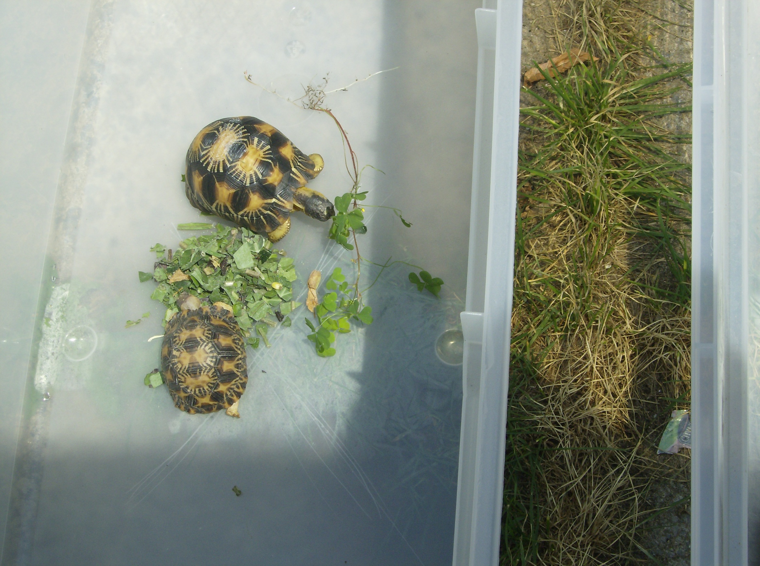 Radiated Tortoises — C and C Tortoises