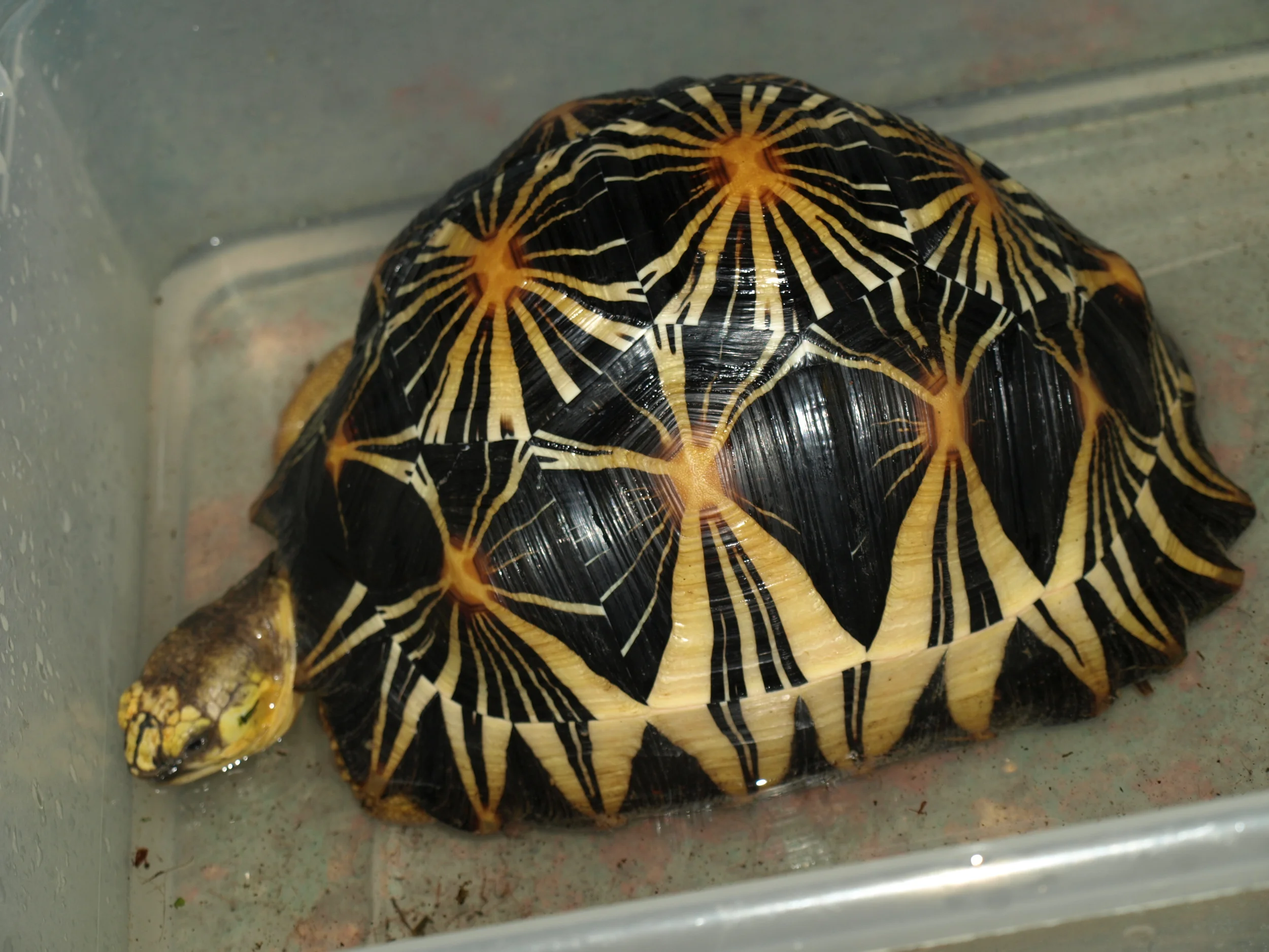 Radiated Tortoises — C and C Tortoises