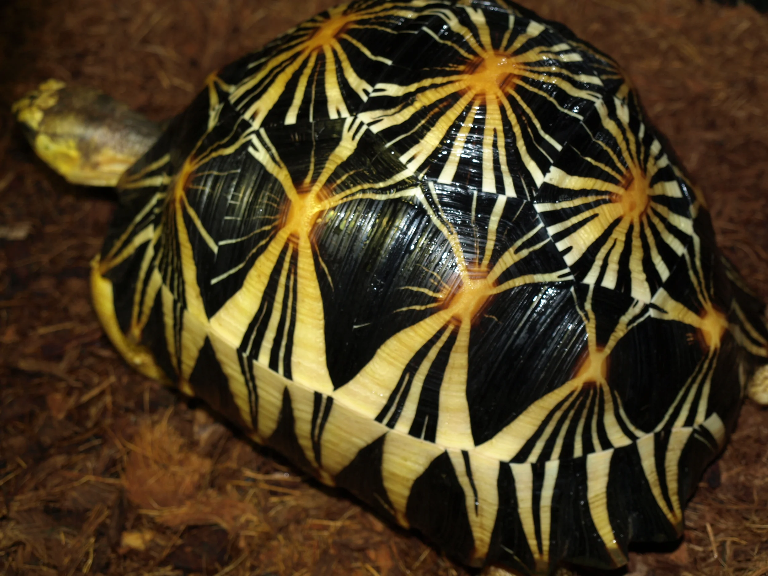 Radiated Tortoises — C and C Tortoises