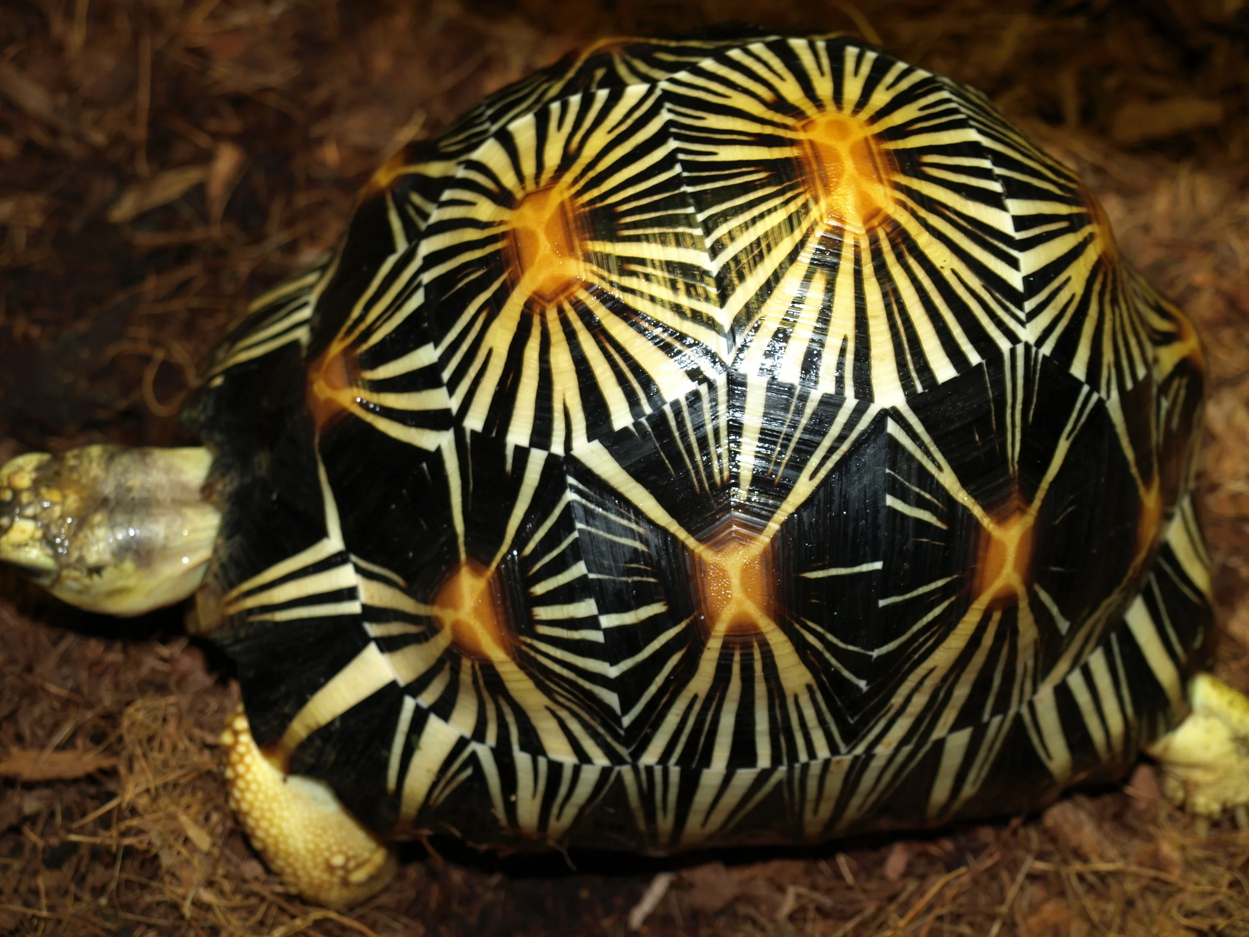 Radiated Tortoises — C and C Tortoises