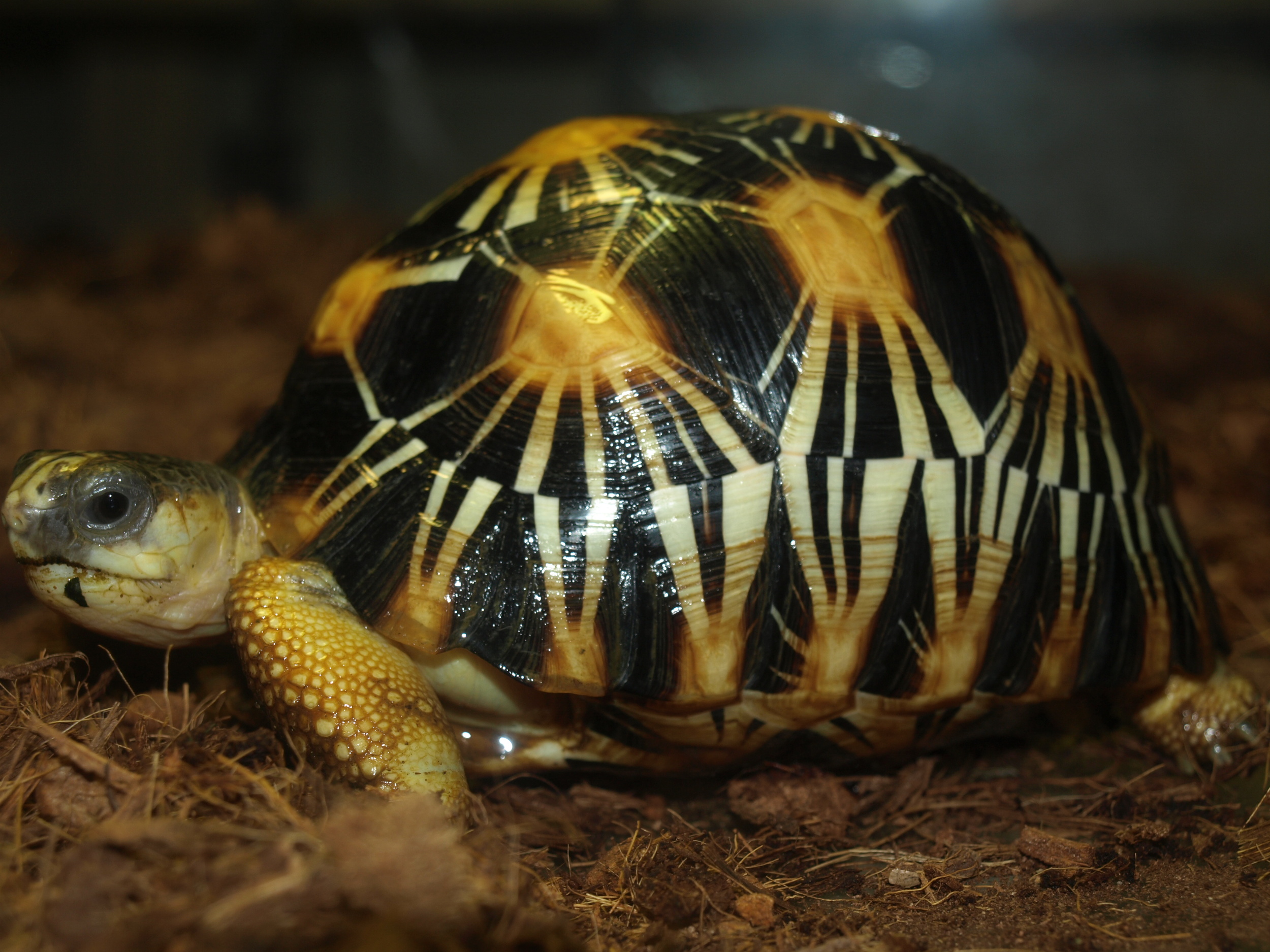 Radiated Tortoises — C and C Tortoises