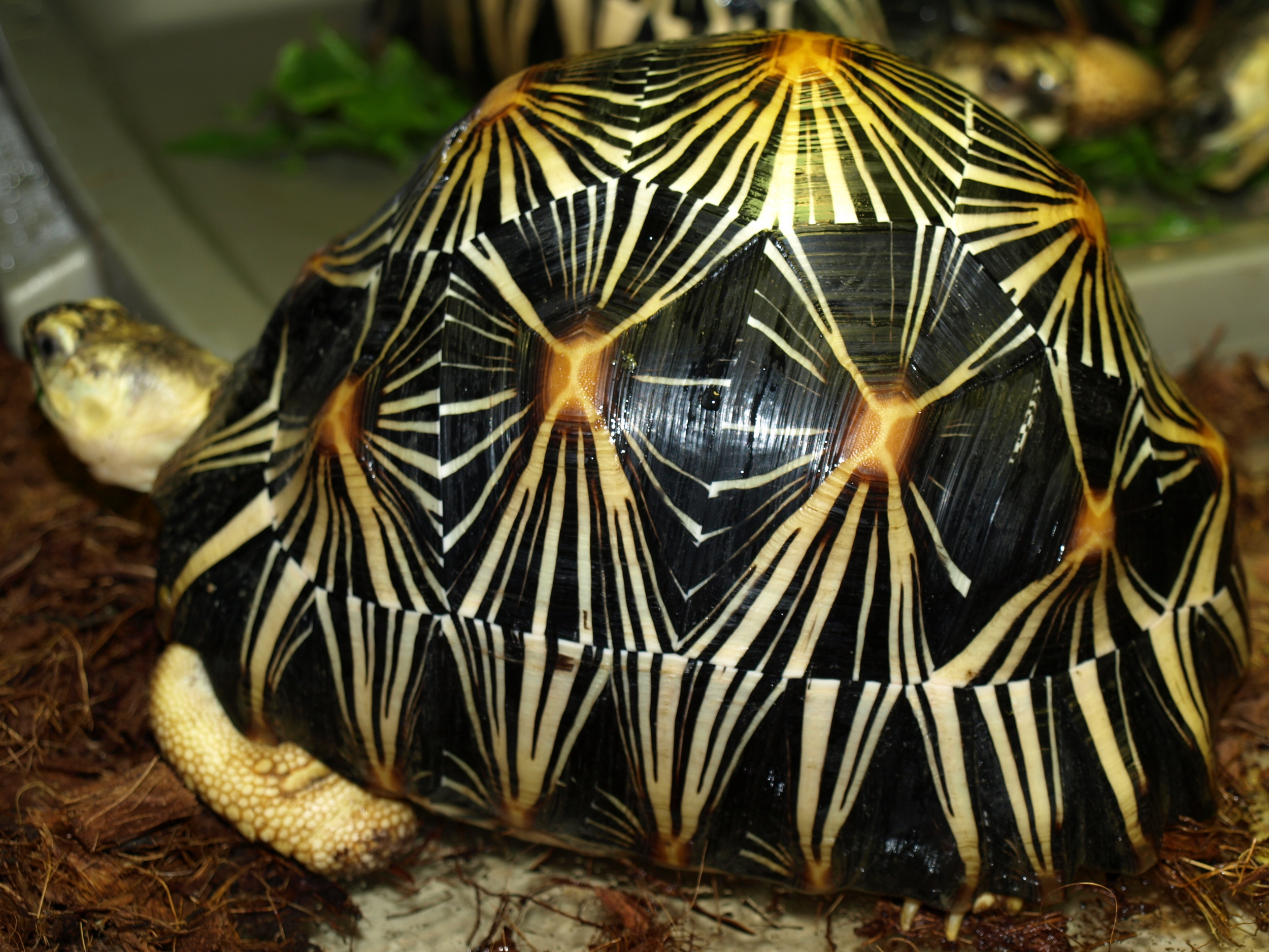 Radiated Tortoises — C and C Tortoises