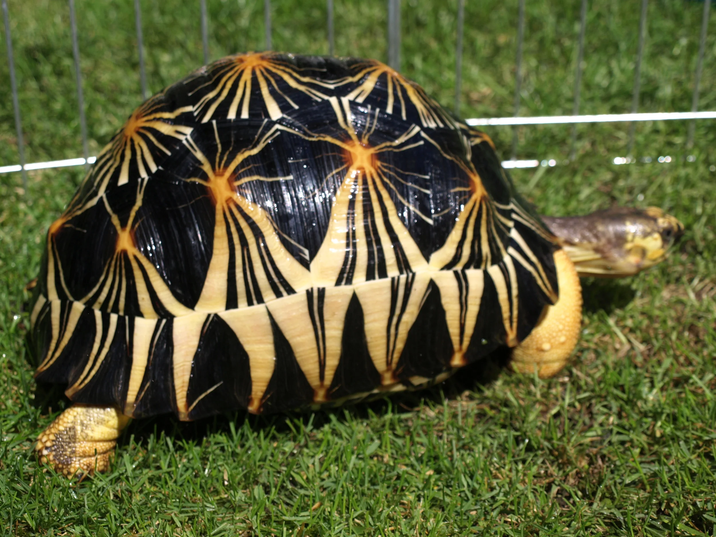 Radiated Tortoises — C and C Tortoises