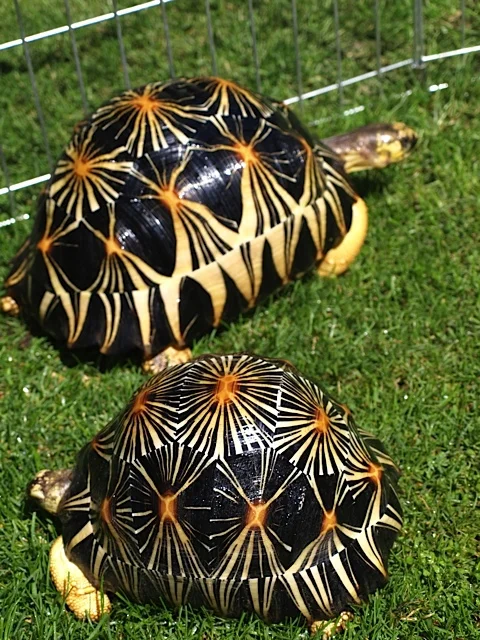 Radiated Tortoises — C and C Tortoises