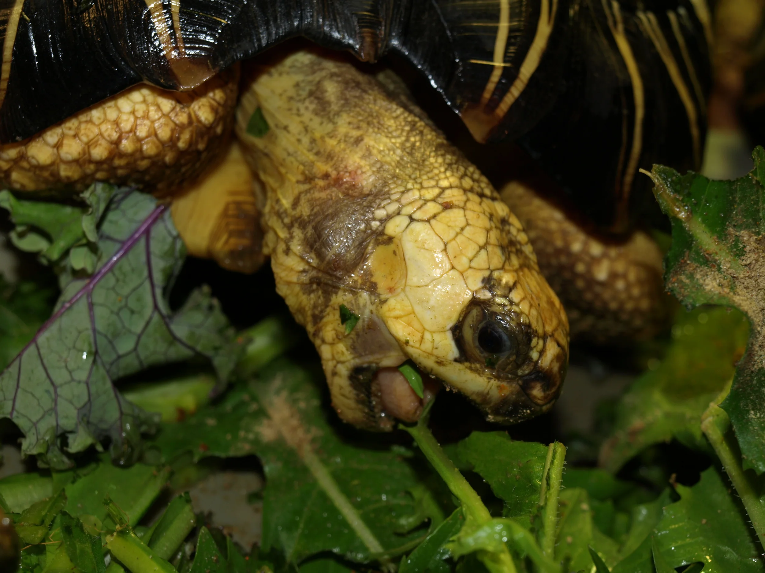 Radiated Tortoises — C and C Tortoises