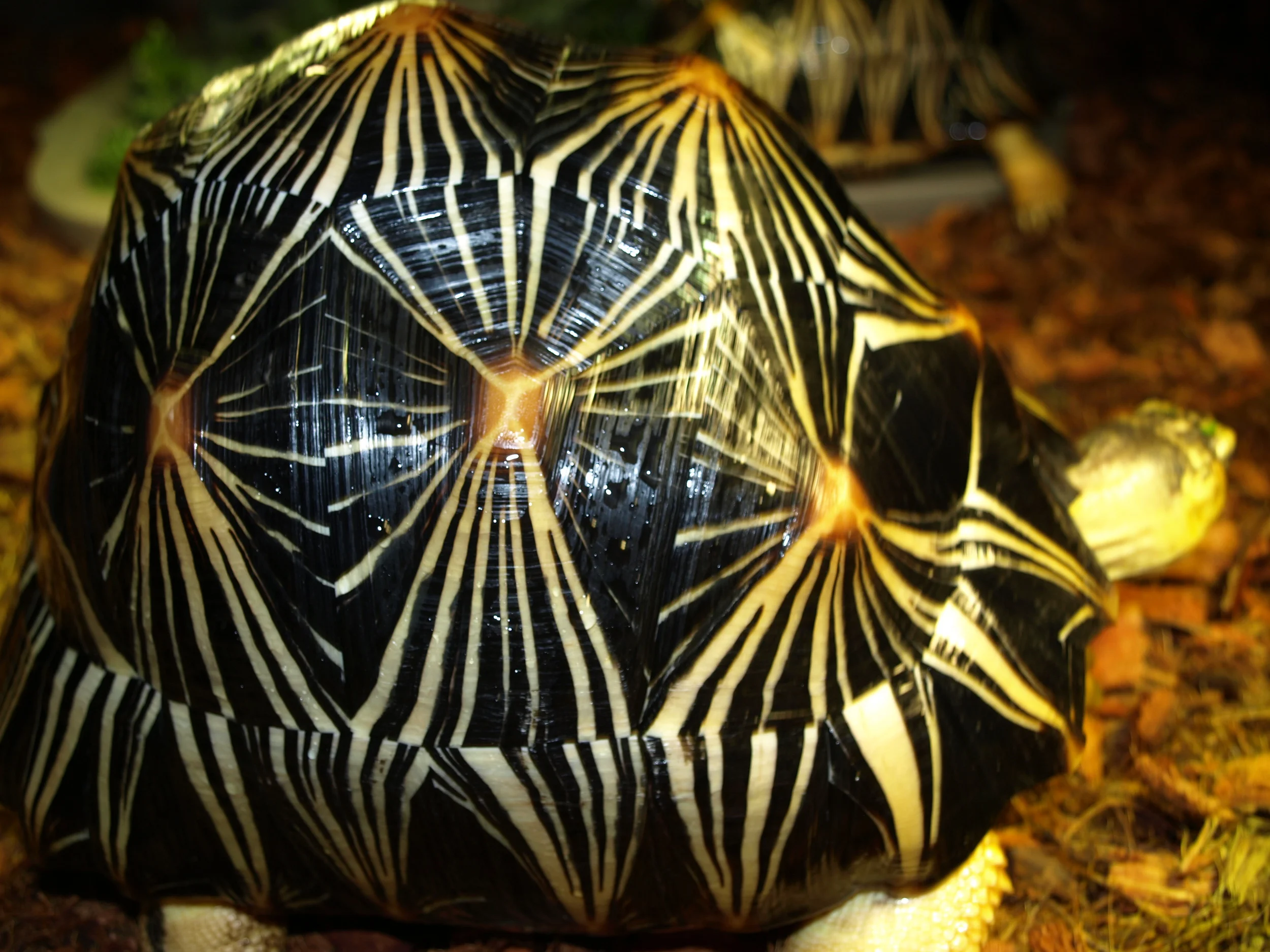Radiated Tortoises — C and C Tortoises