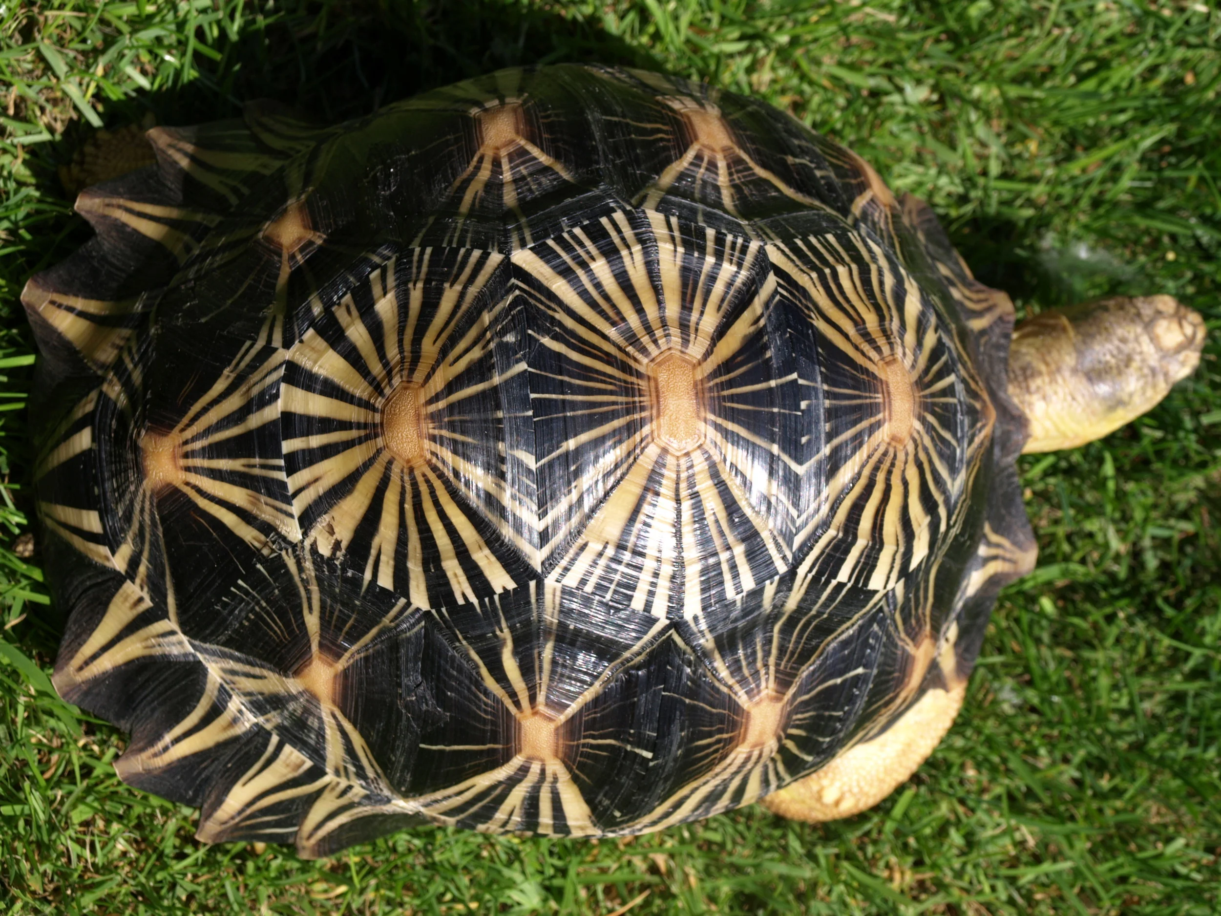 Radiated Tortoises — C and C Tortoises