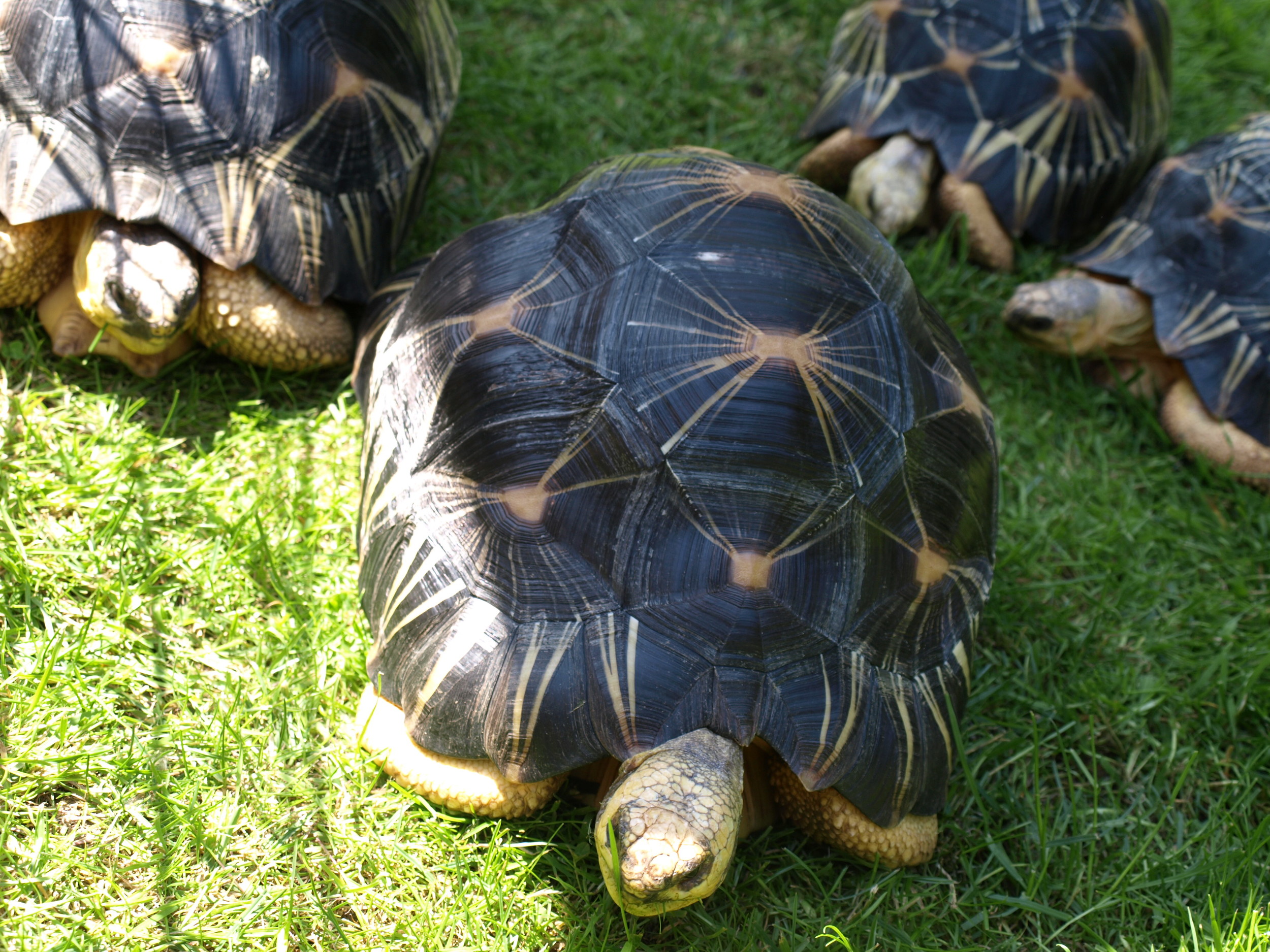 Radiated Tortoises — C and C Tortoises