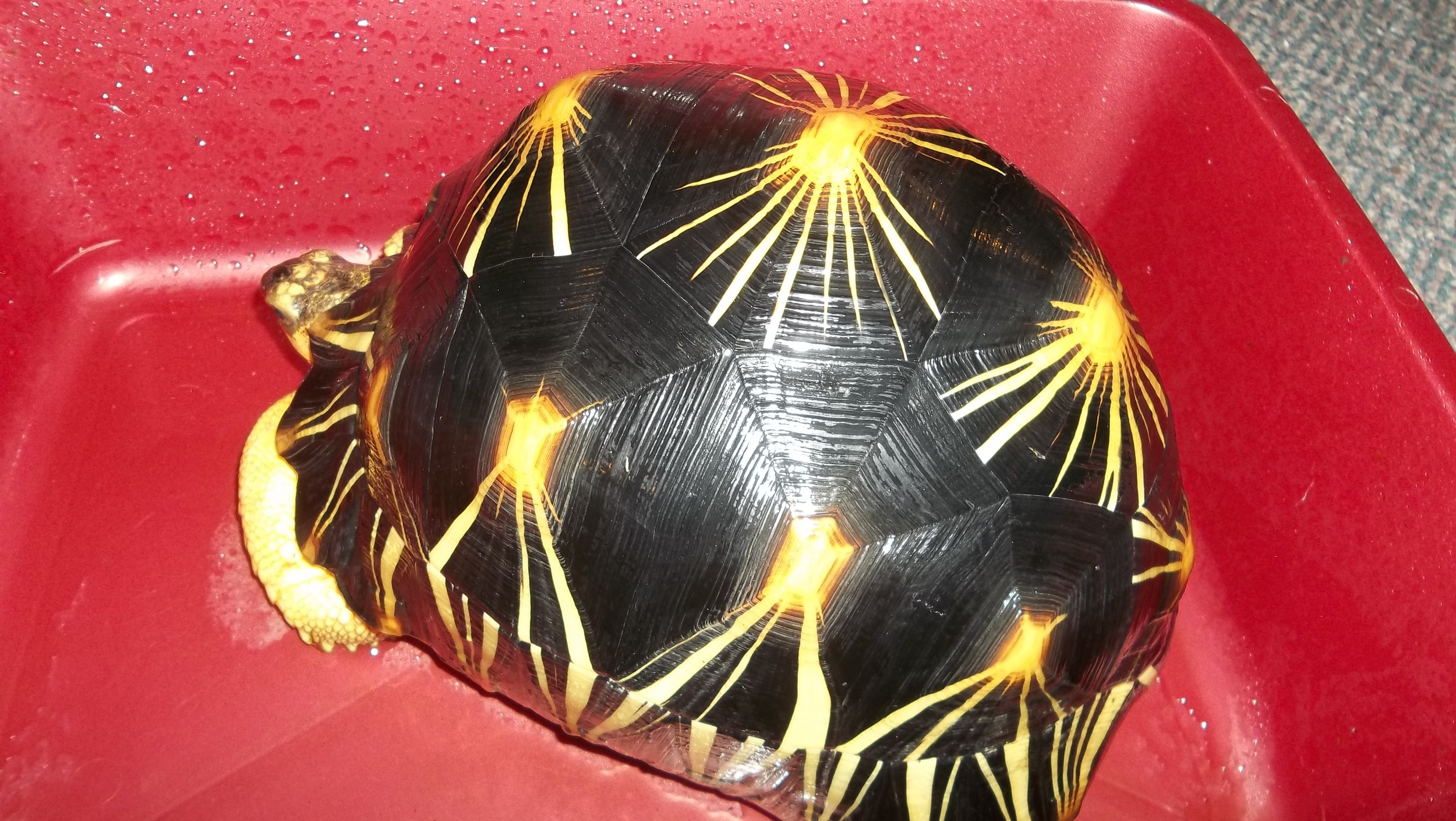 Radiated Tortoises — C and C Tortoises