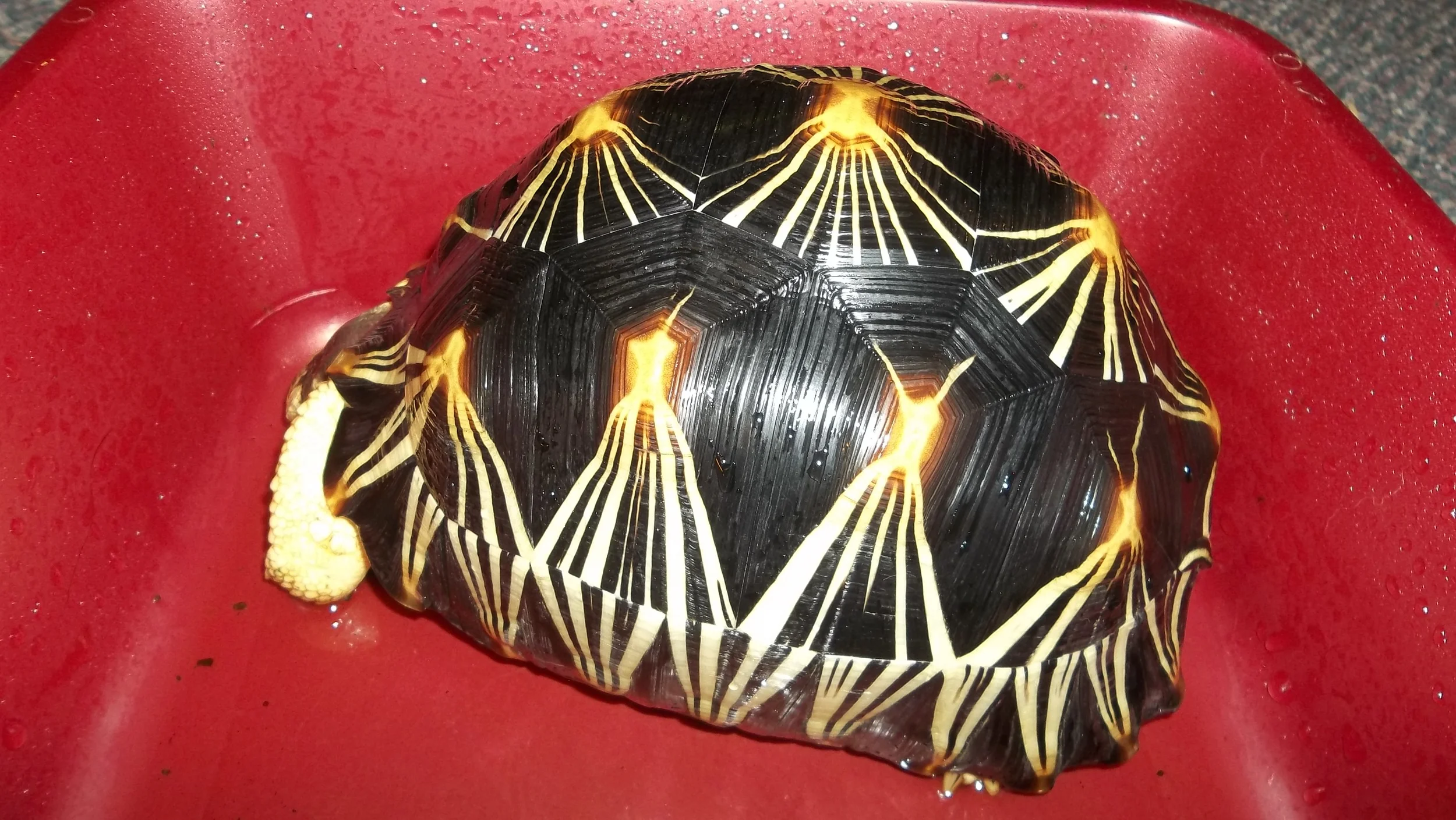 Radiated Tortoises — C and C Tortoises