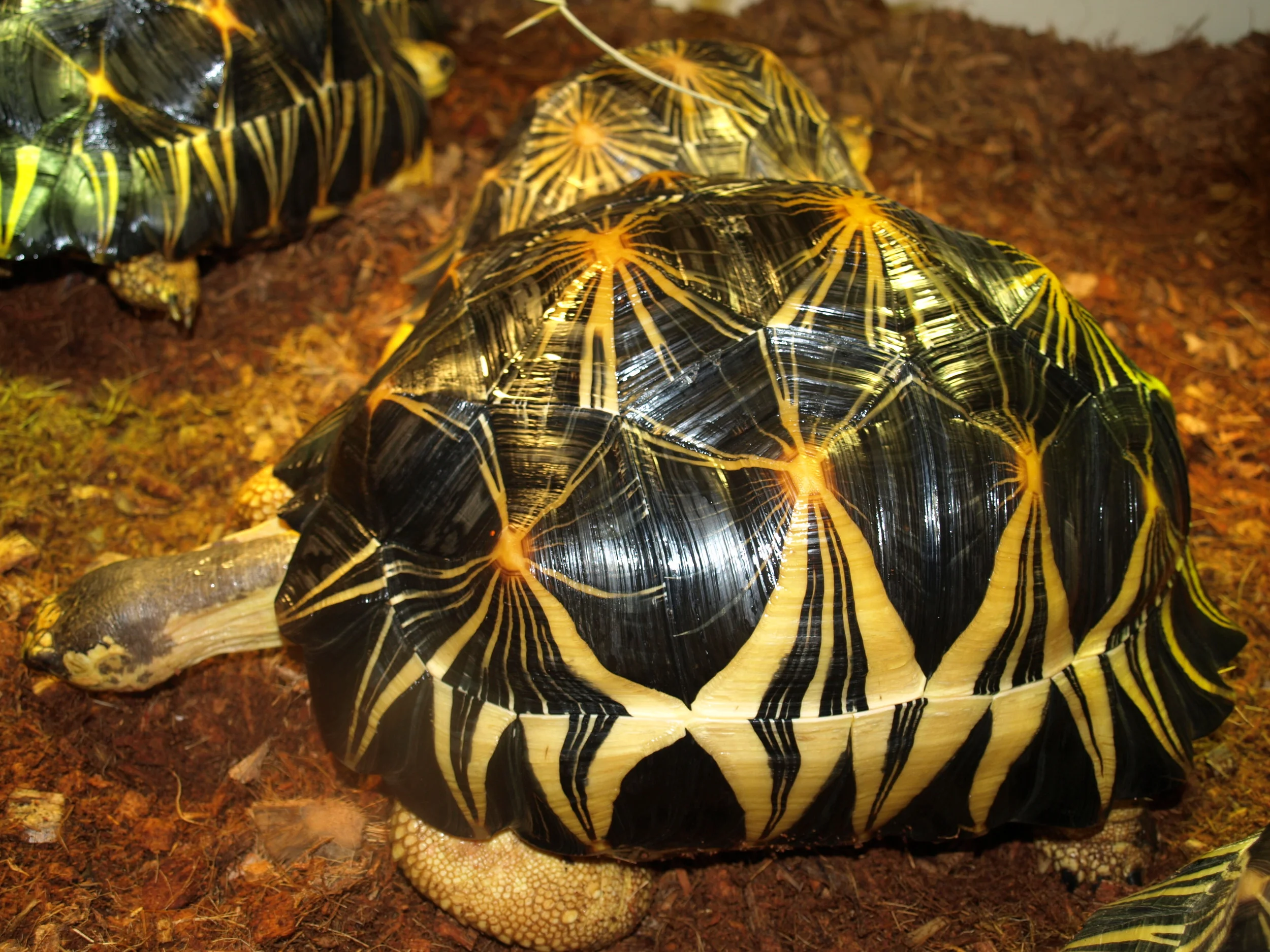 Radiated Tortoises — C and C Tortoises
