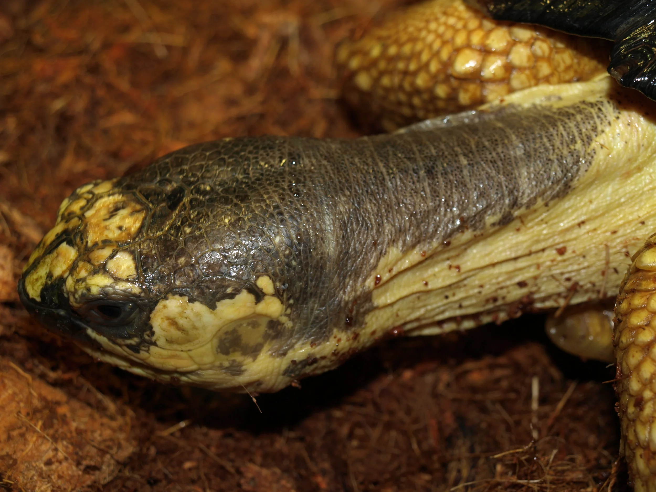 Radiated Tortoises — C and C Tortoises