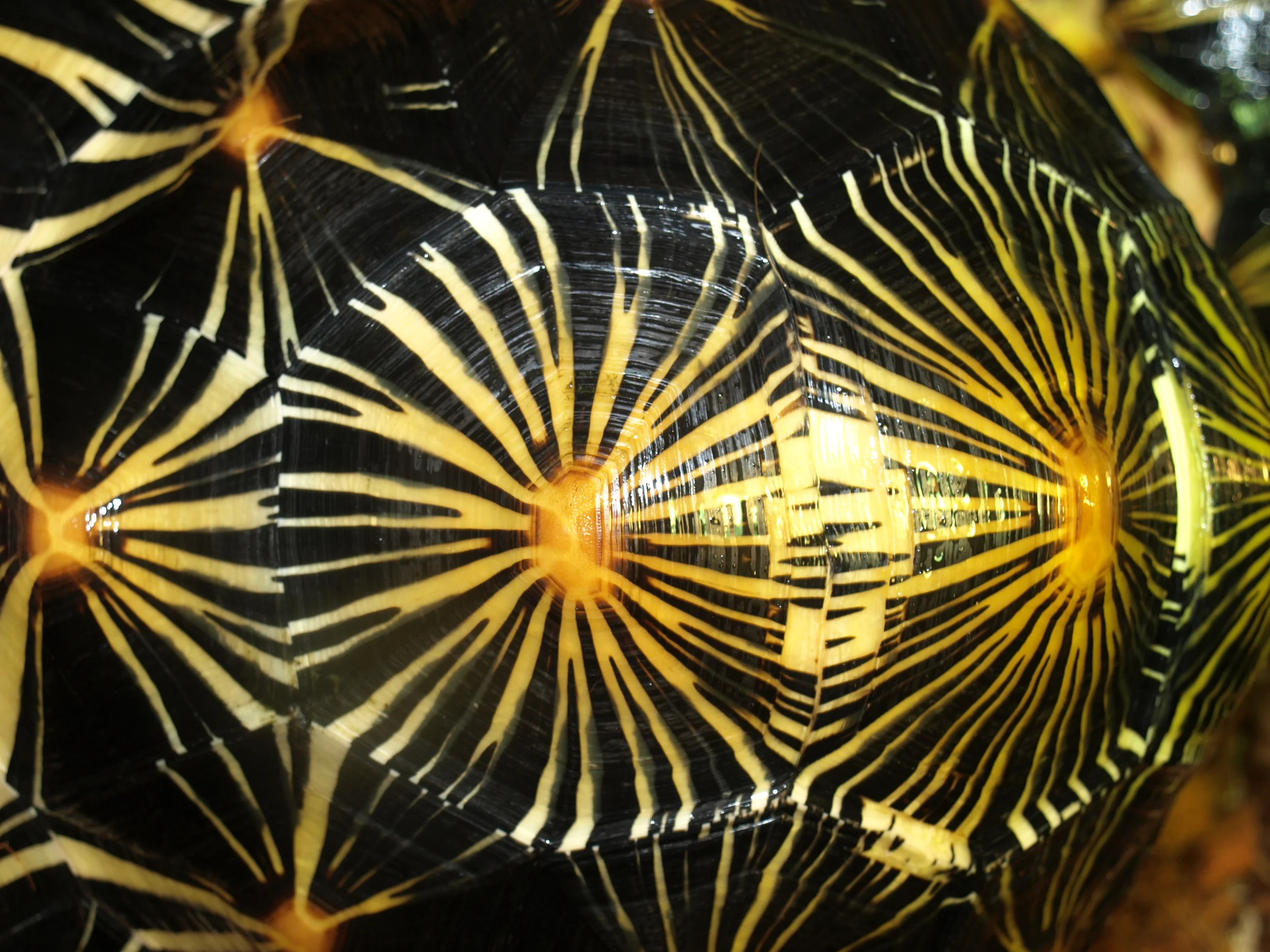 Radiated Tortoises — C and C Tortoises