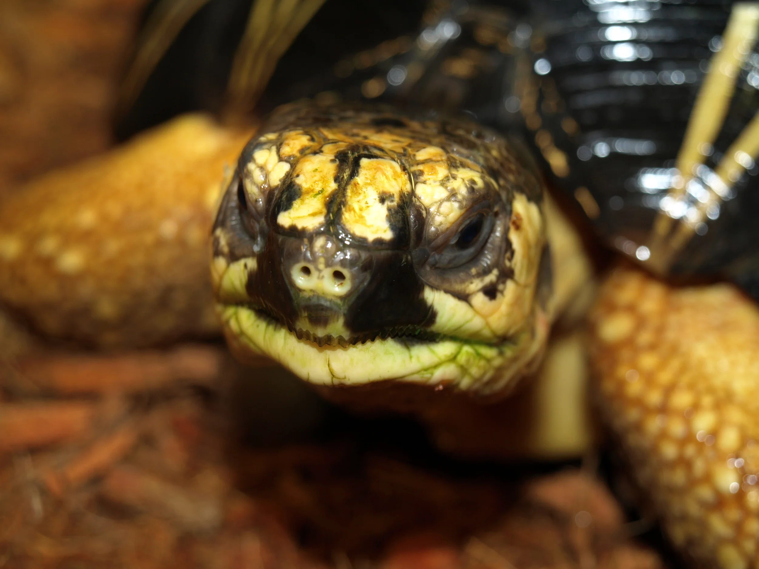 Radiated Tortoises — C and C Tortoises
