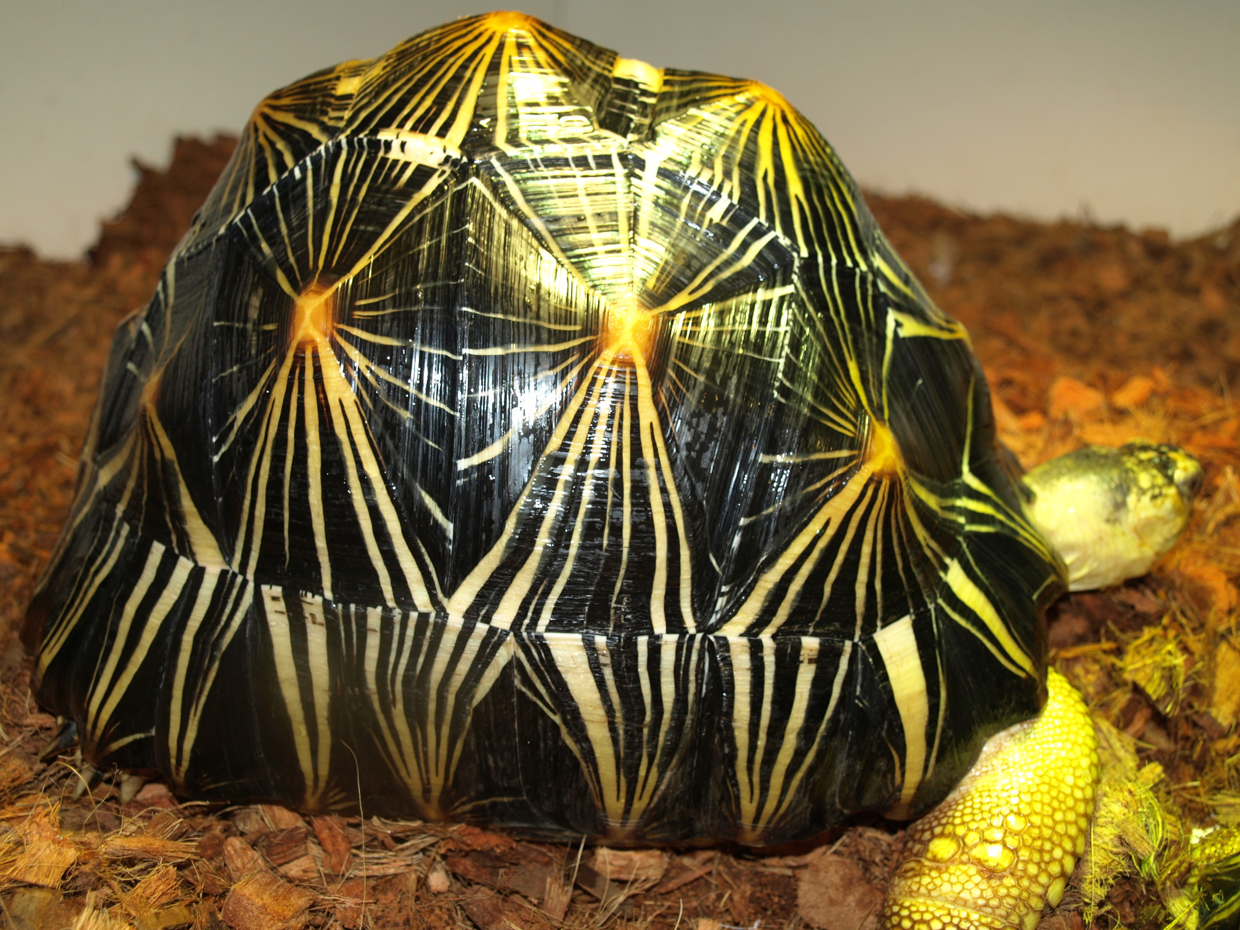 Radiated Tortoises — C and C Tortoises