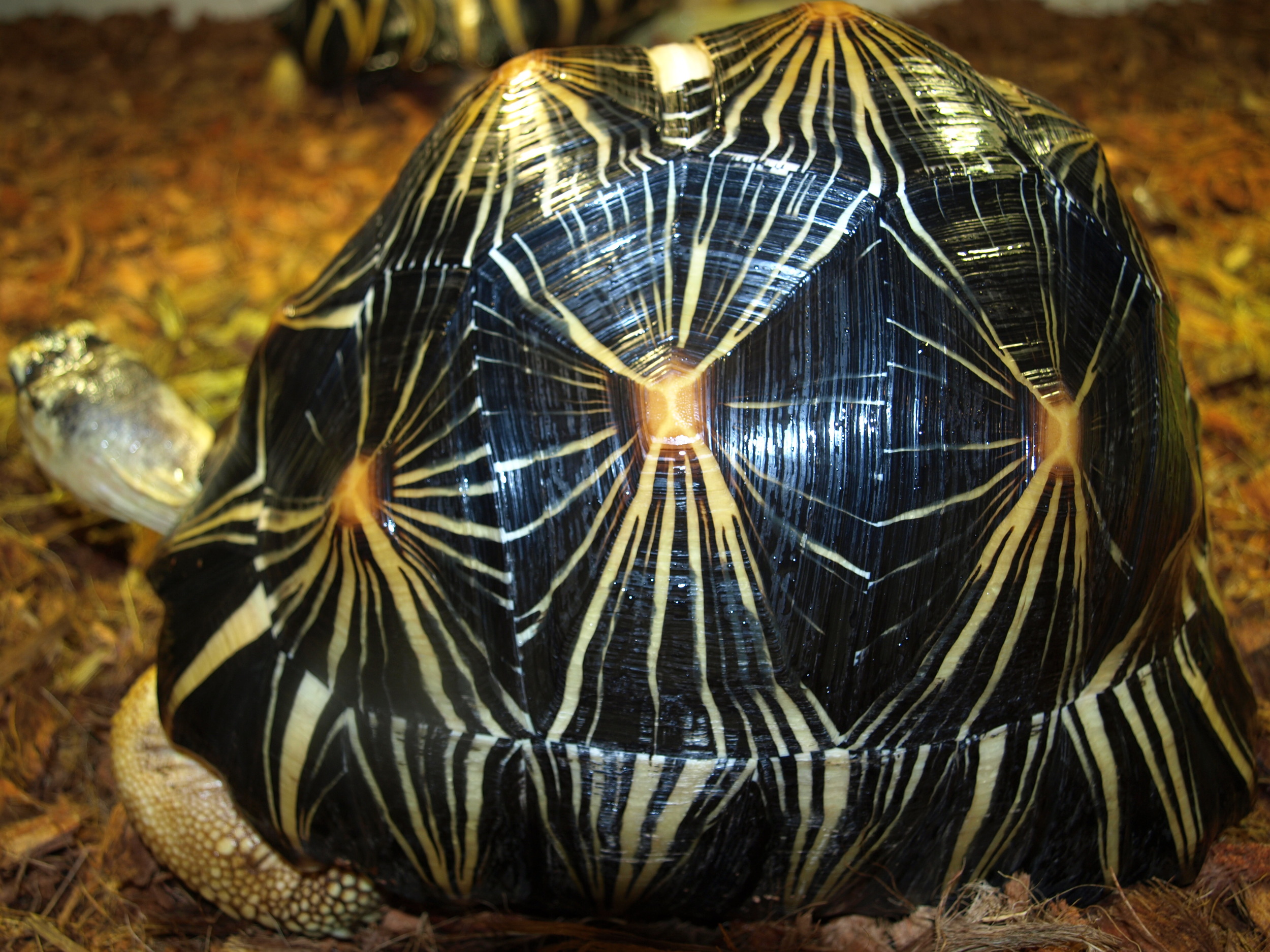 Radiated Tortoises — C and C Tortoises