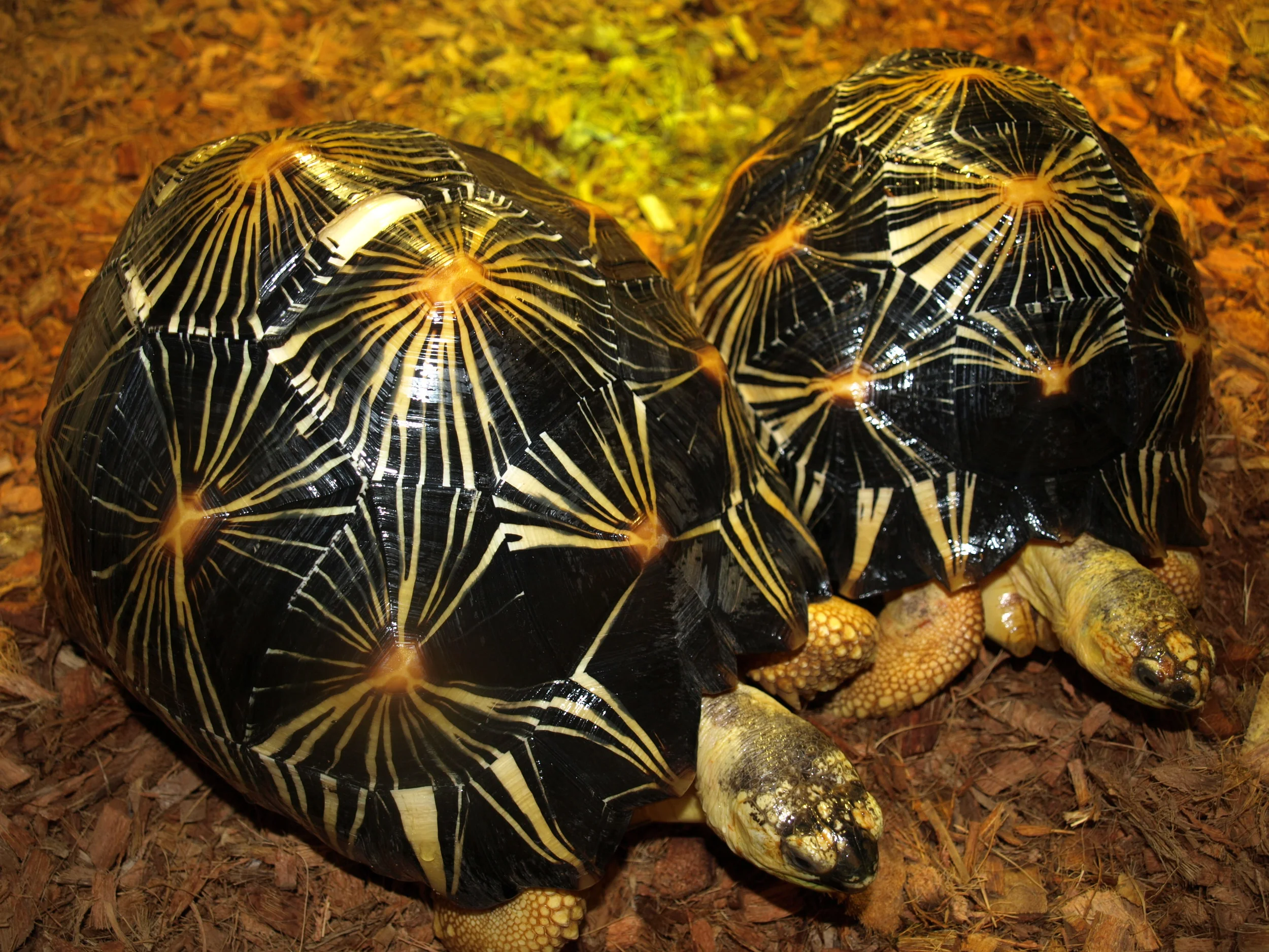 Radiated Tortoises — C and C Tortoises