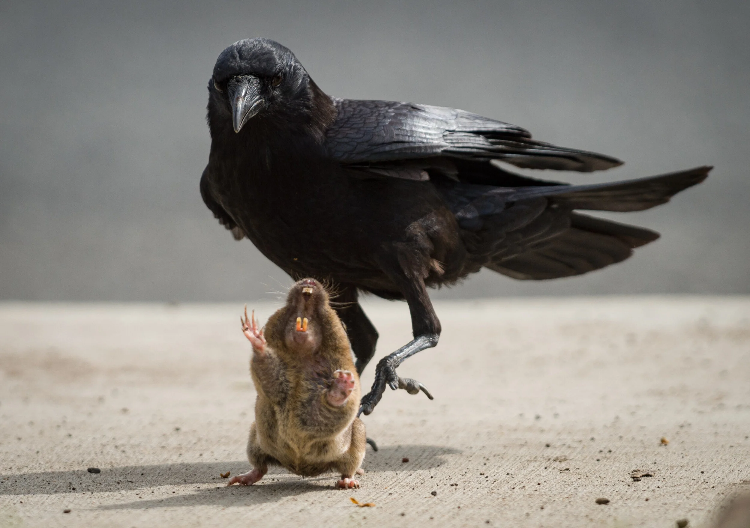 Photo Contest Winners — Press Photographers Association of Greater Los ...