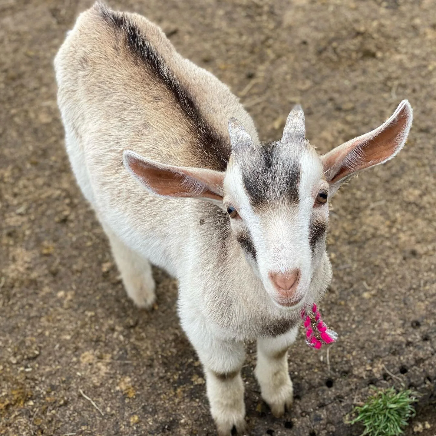 Leap Farm