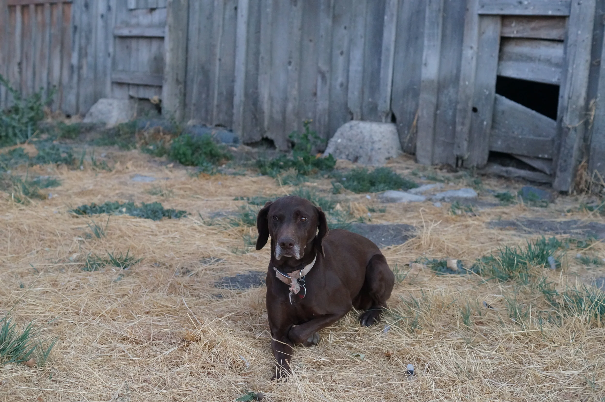 Bullhead Hunting Club