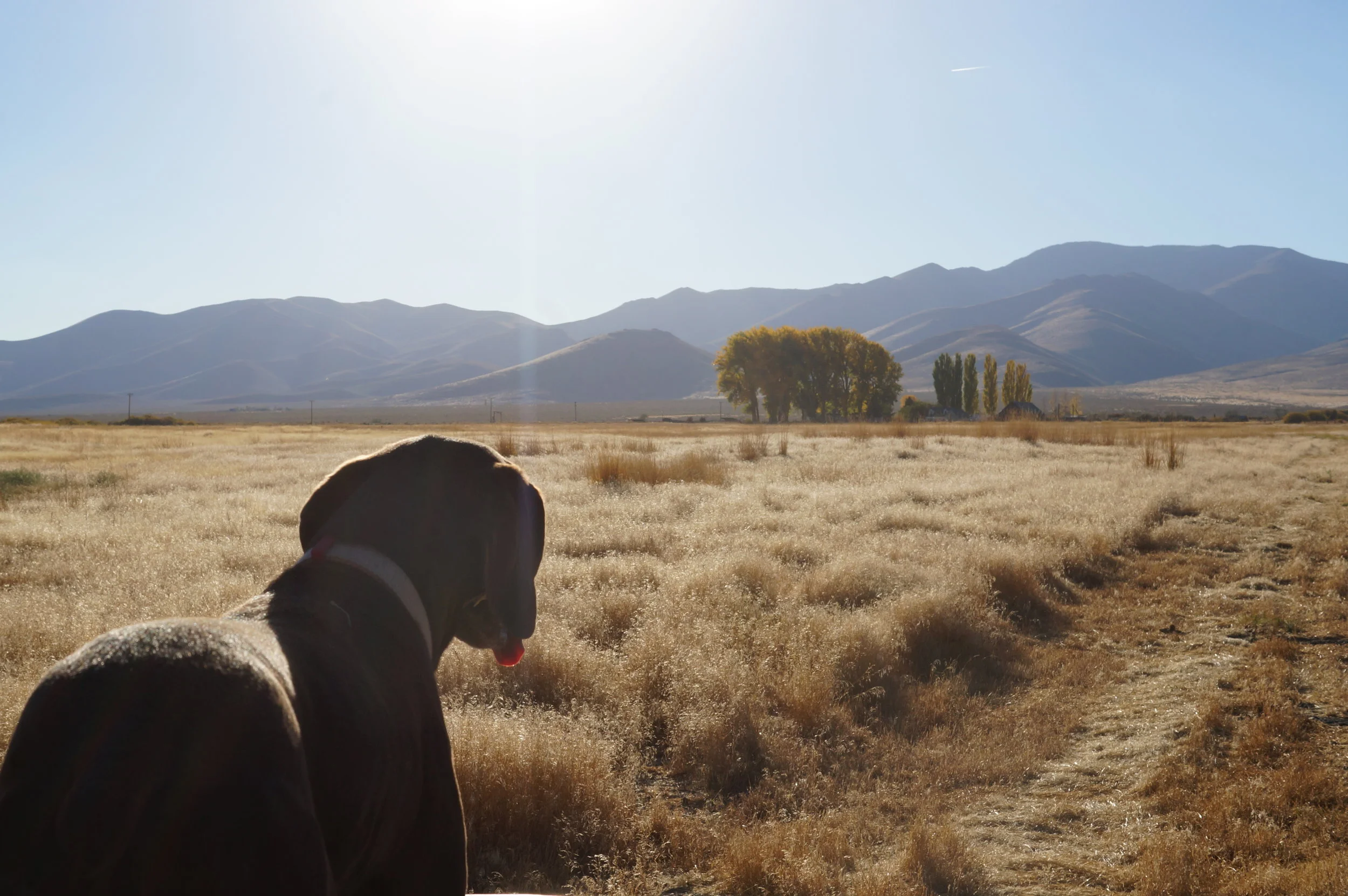 Bullhead Hunting Club
