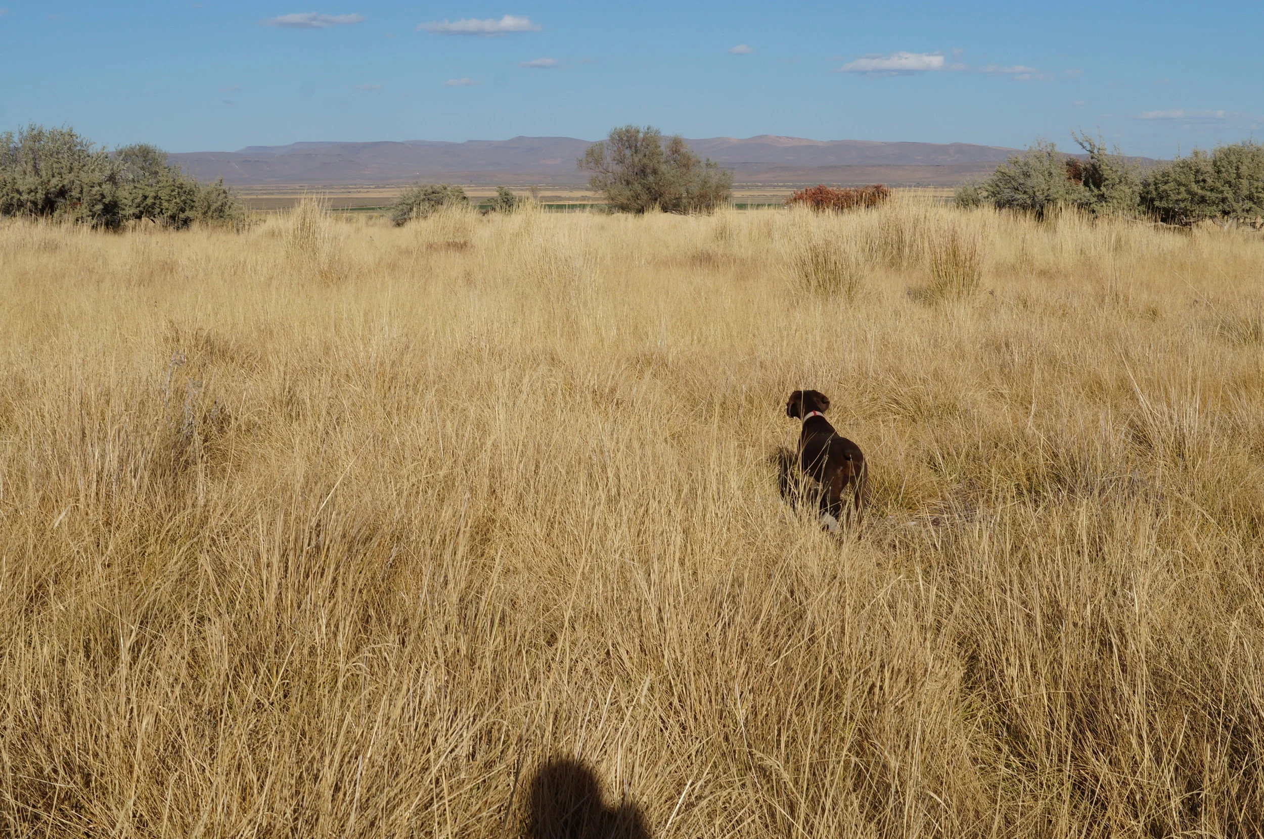 Bullhead Hunting Club