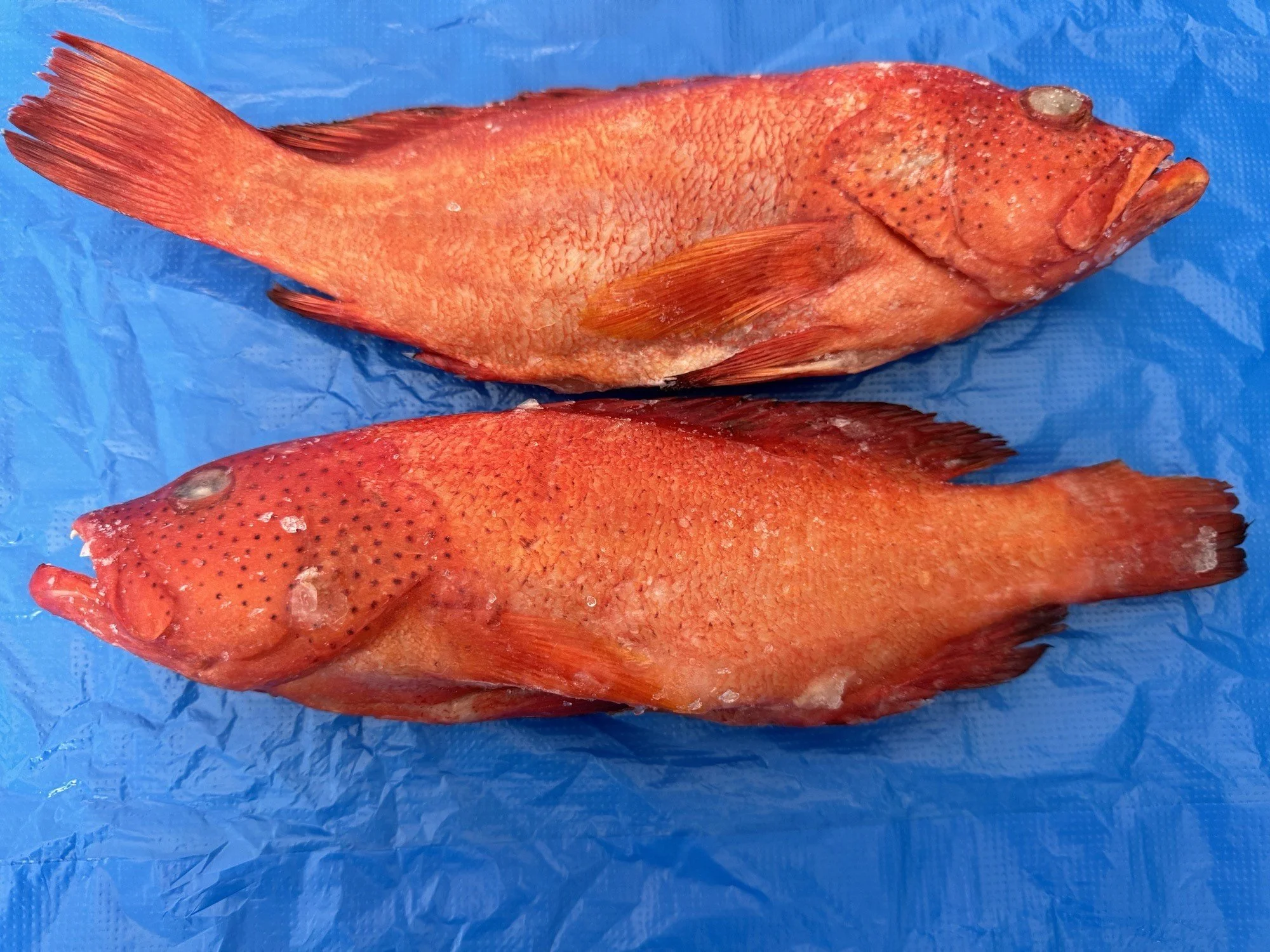 Strawberry Grouper — J. F. Clarke Corporation