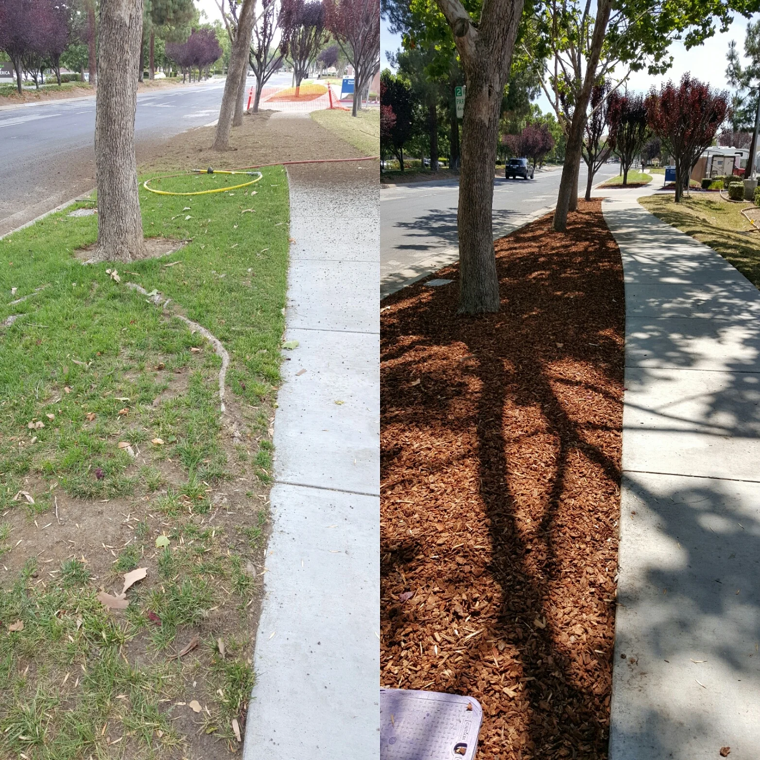 Root Aeration — Glamour Tree, Inc.