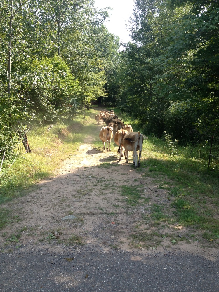 Gallery — Springbrook Organic Dairy