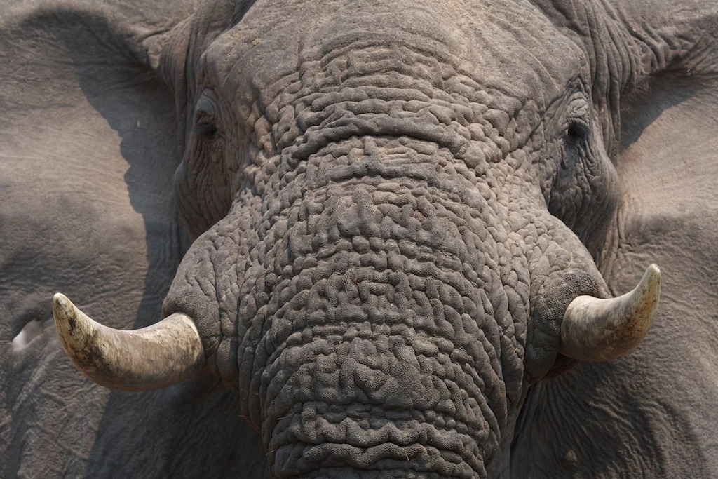 Guide — Primal Pathways