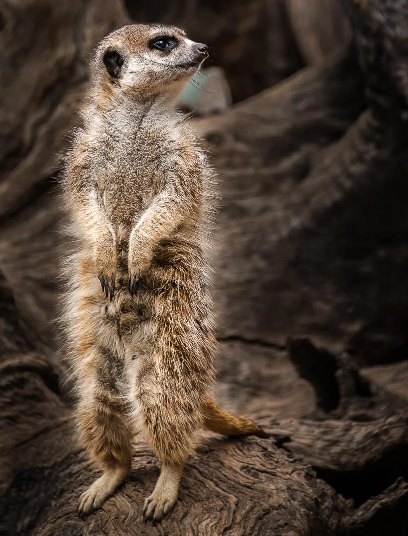 Rob Wagner Gallery — Yarra Ranges Photographic Society