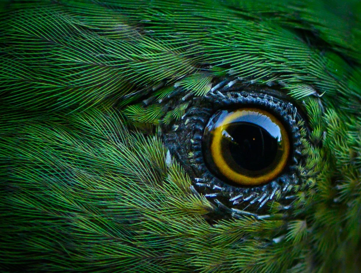 What We Do — Yarra Ranges Photographic Society