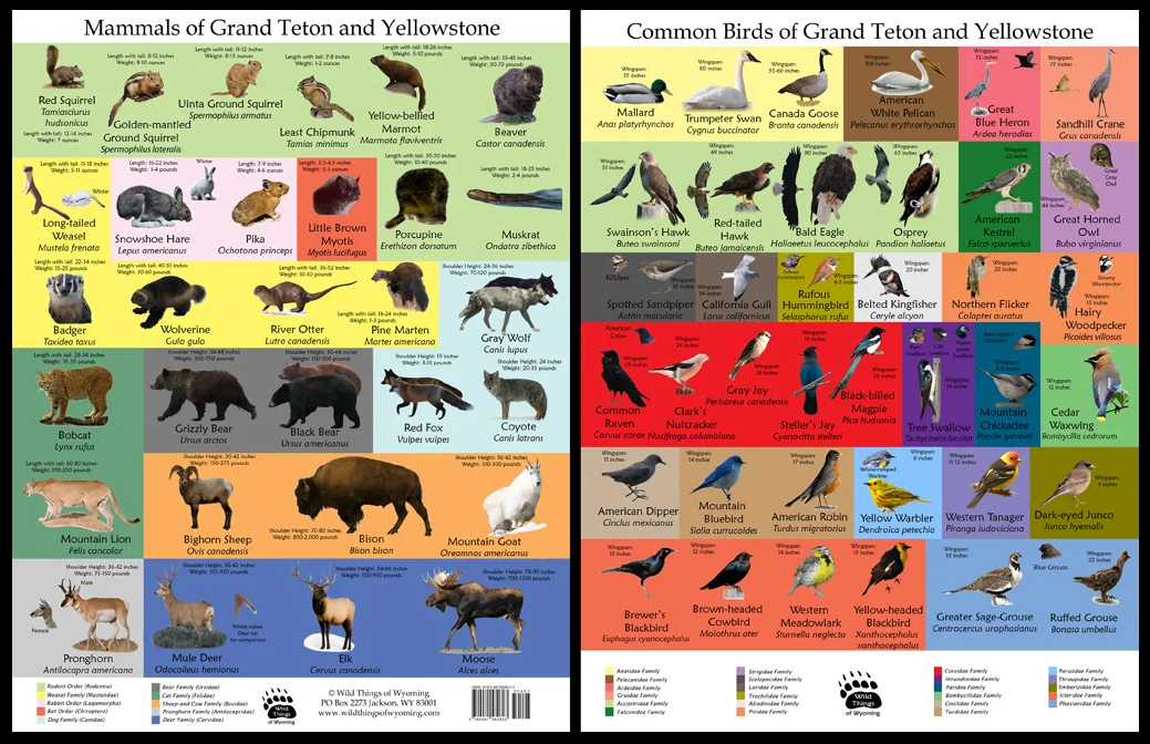 Birds and Mammals of Yellowstone and Grand Teton — wild things of wyoming