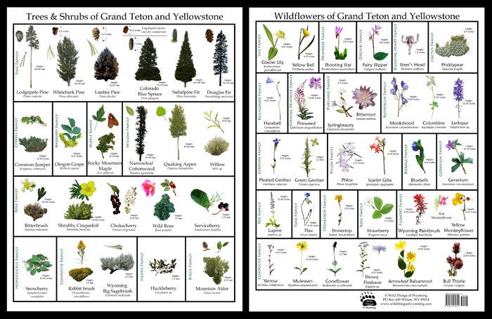 Wildflowers, Trees and Shrubs of Yellowstone and Grand Teton — wild ...