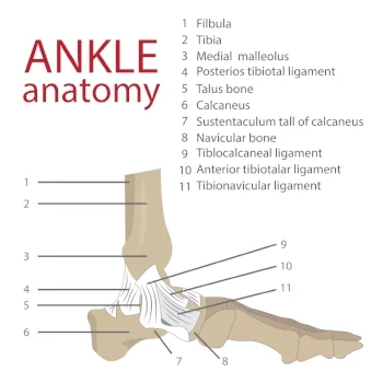 Dorsiflexion Anatomy