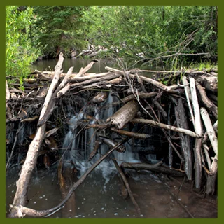 The Beavers — The Beaver Believers