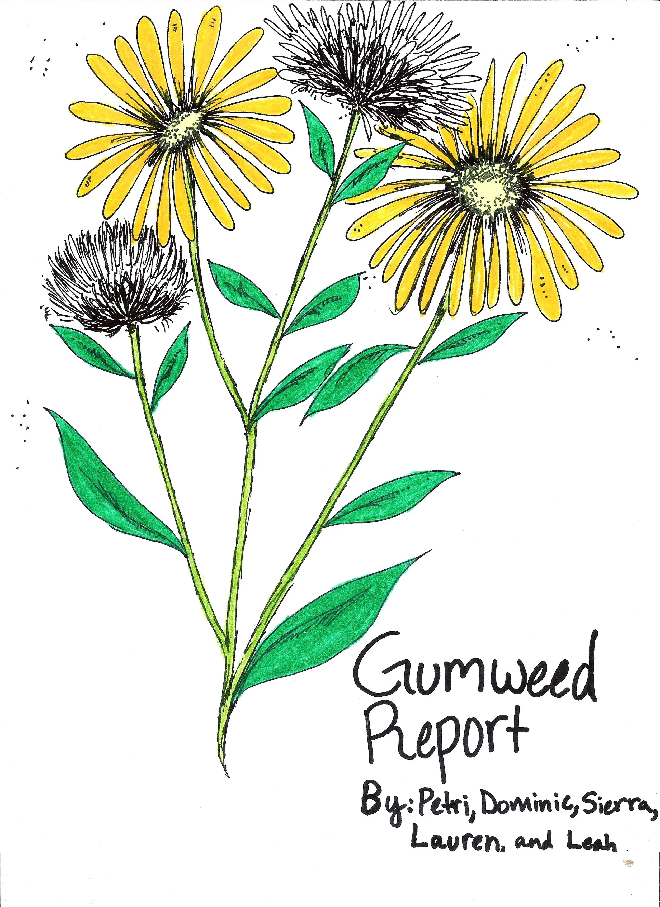 Native Plant Study — Watershed Classroom