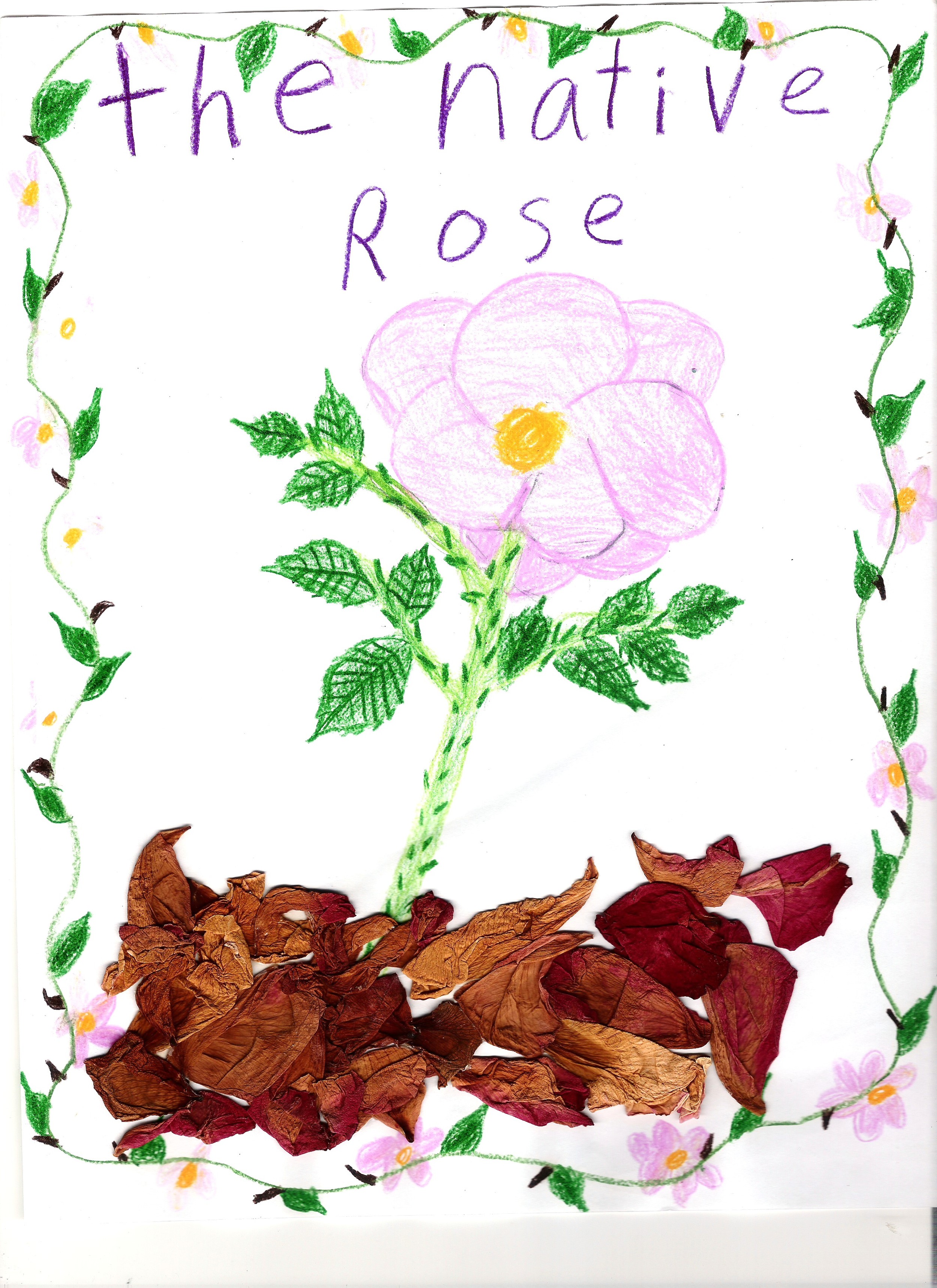 Native Plant Study — Watershed Classroom