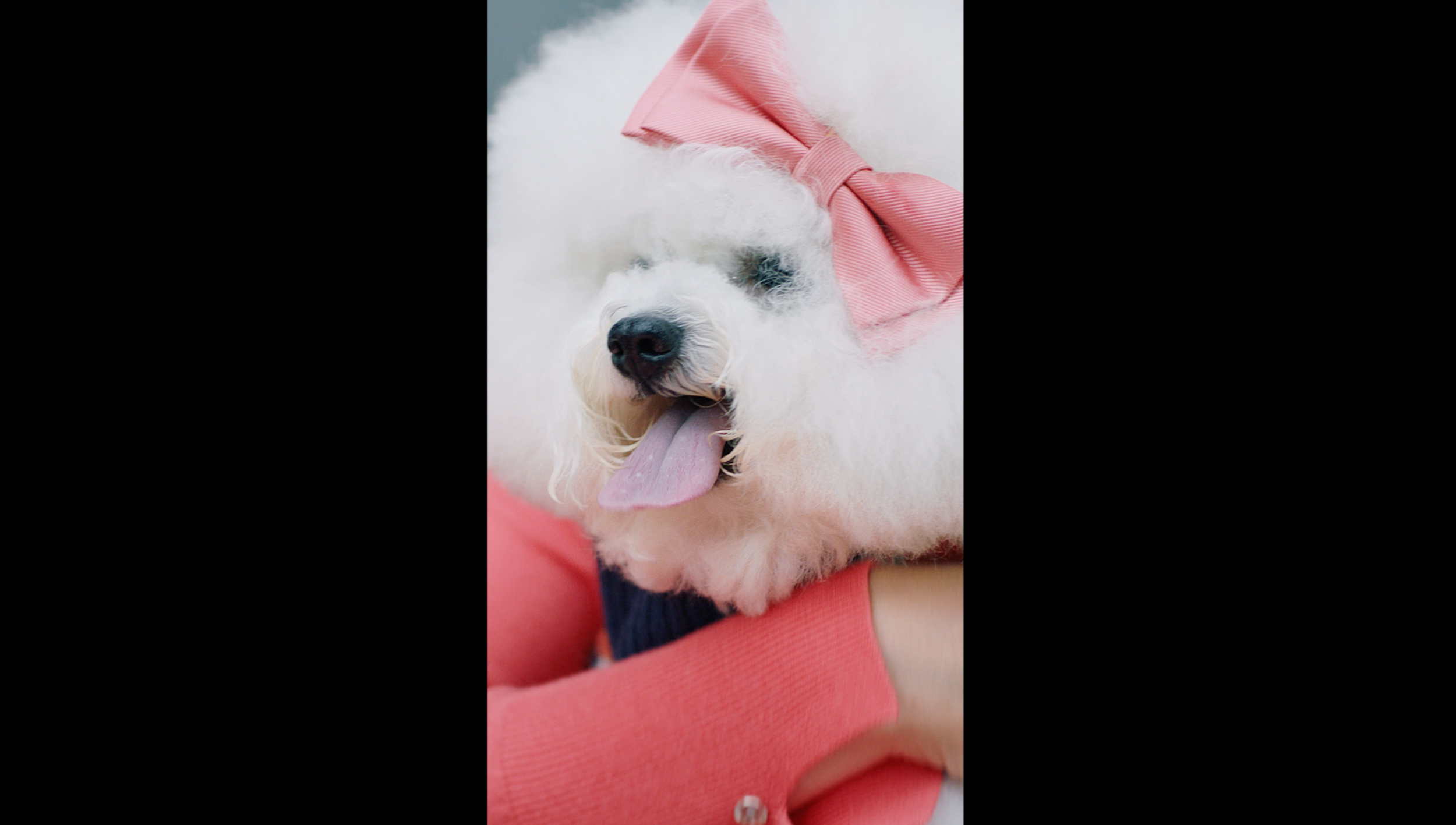 Beating the pandemic for Motorpoint — Nick Moffat