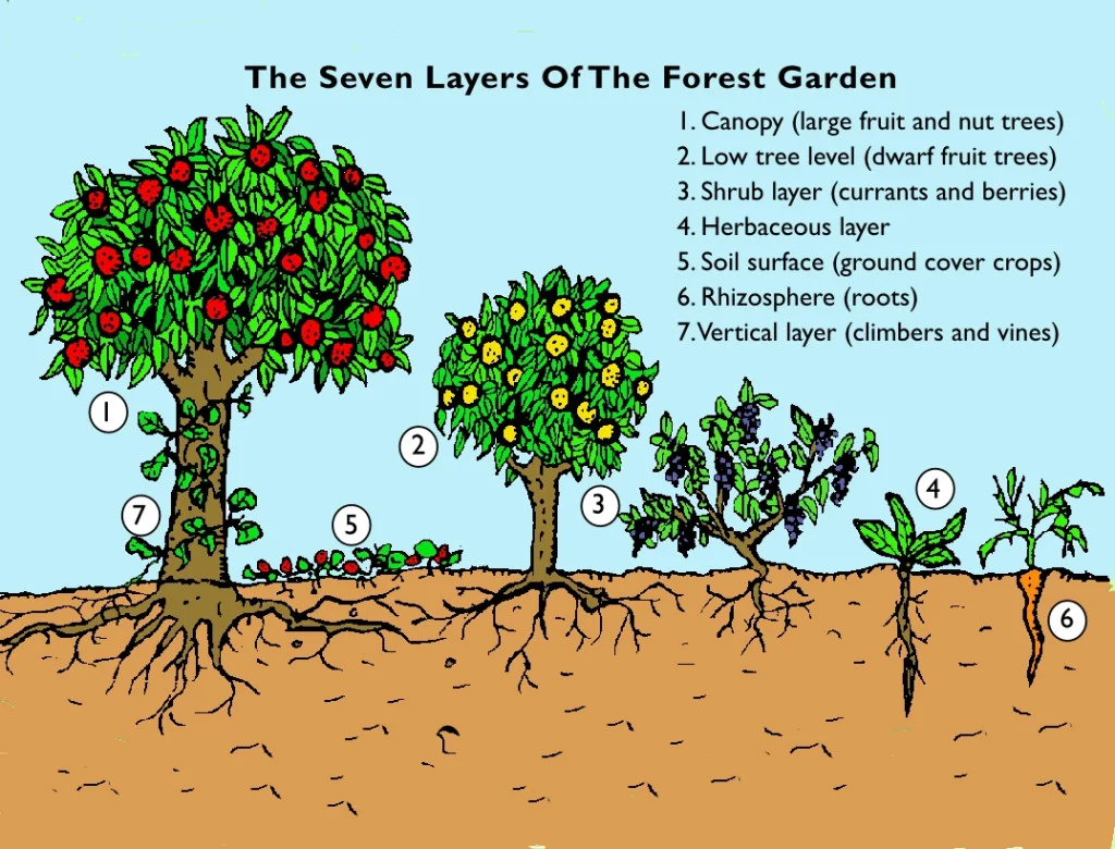 Food Forest Gardening - Regenerative Designs Australia - Landscape ...