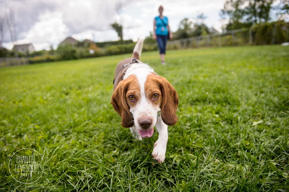 RASSEMBLEMENT DES BEAGLES DU QUEBEC — Montreal Dog Photography Chantal ...
