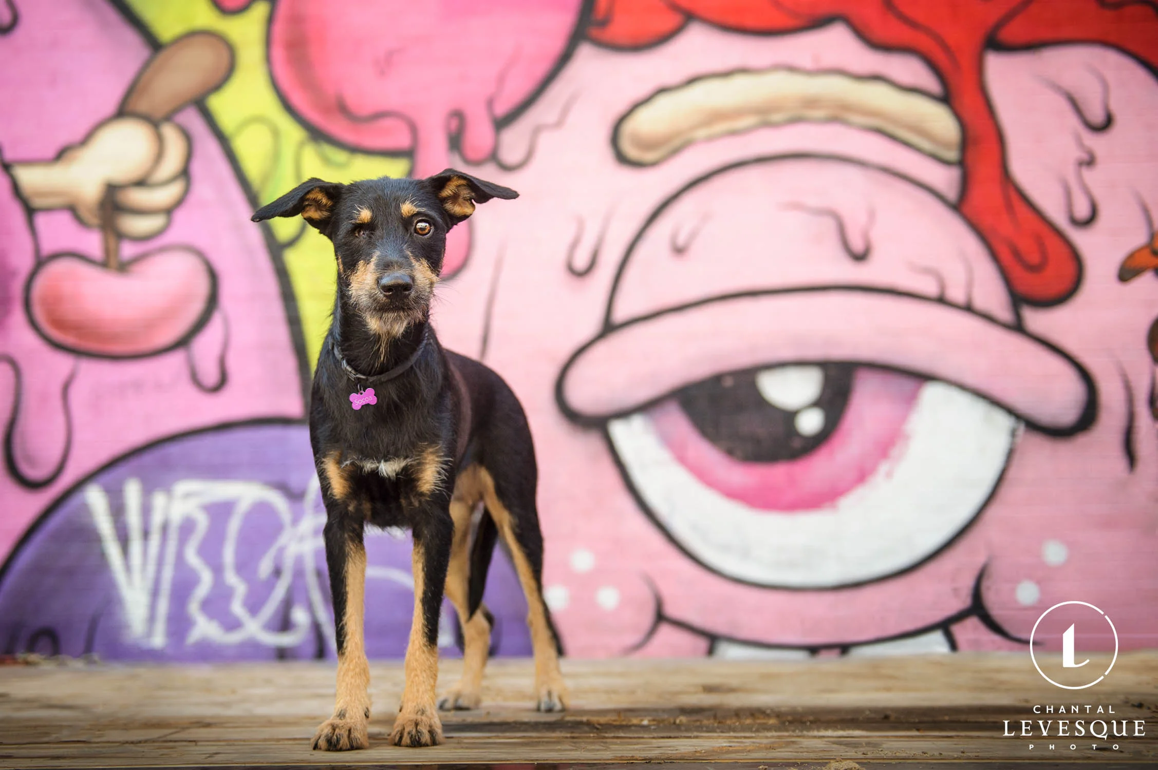 CHIENS ET MURALES — Montreal Dog Photography Chantal Levesque photo