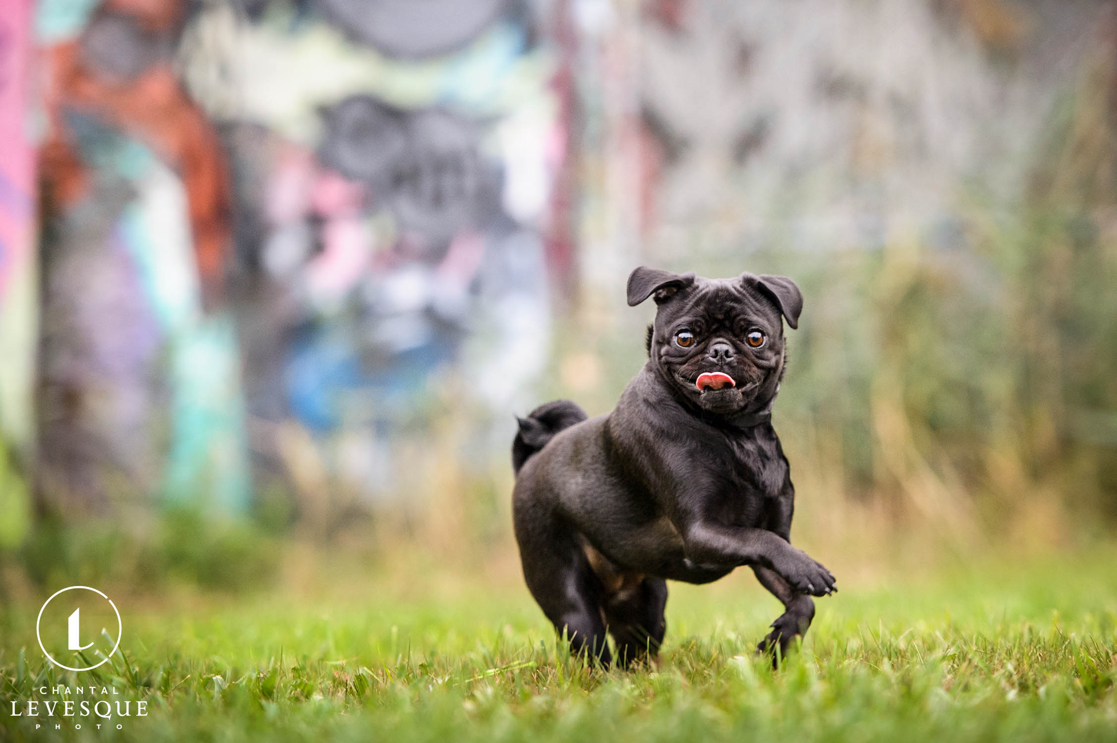 CHIENS ET MURALES — Montreal Dog Photography Chantal Levesque photo