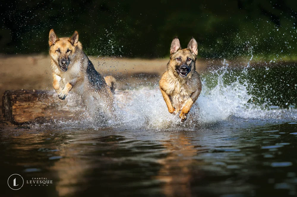 How To Keep German Shepherd Cool In Summer