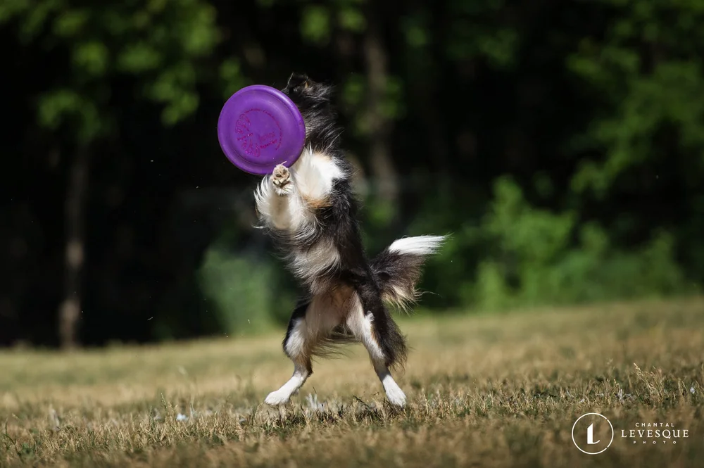 BLOOPERS - FRISBEE DOGS — Montreal Dog Photography Chantal Levesque photo
