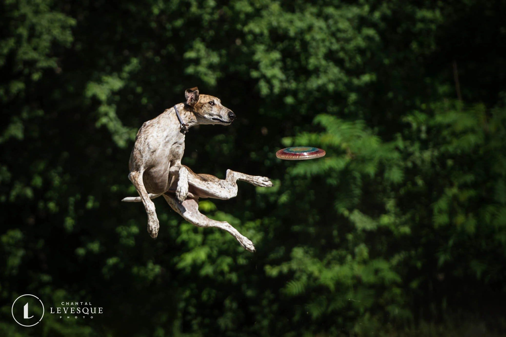 BLOOPERS - FRISBEE DOGS — Montreal Dog Photography Chantal Levesque photo