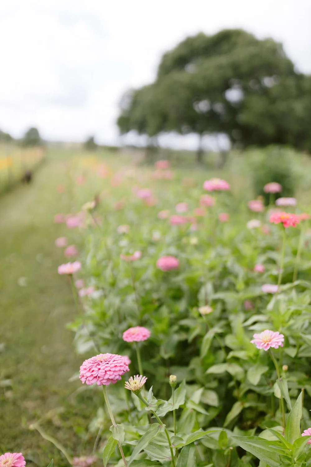cuts of color: a flower farm near houston — Maxit Flower Design