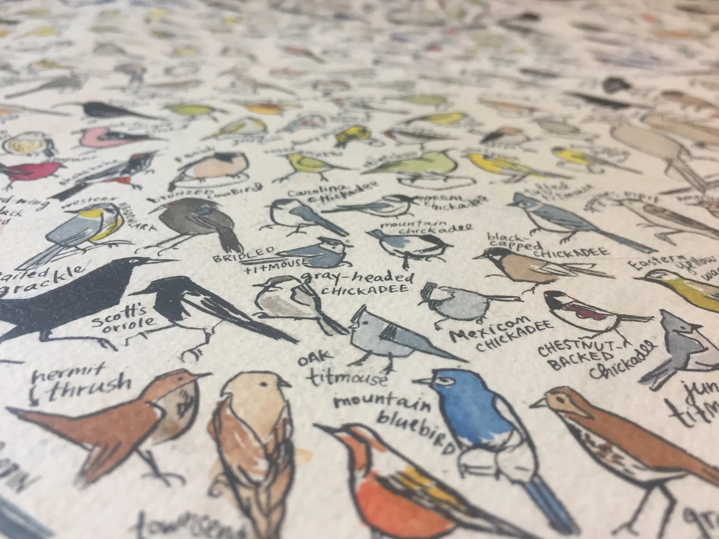 Here Is What I Learned When I Drew All The Birds In North America ...
