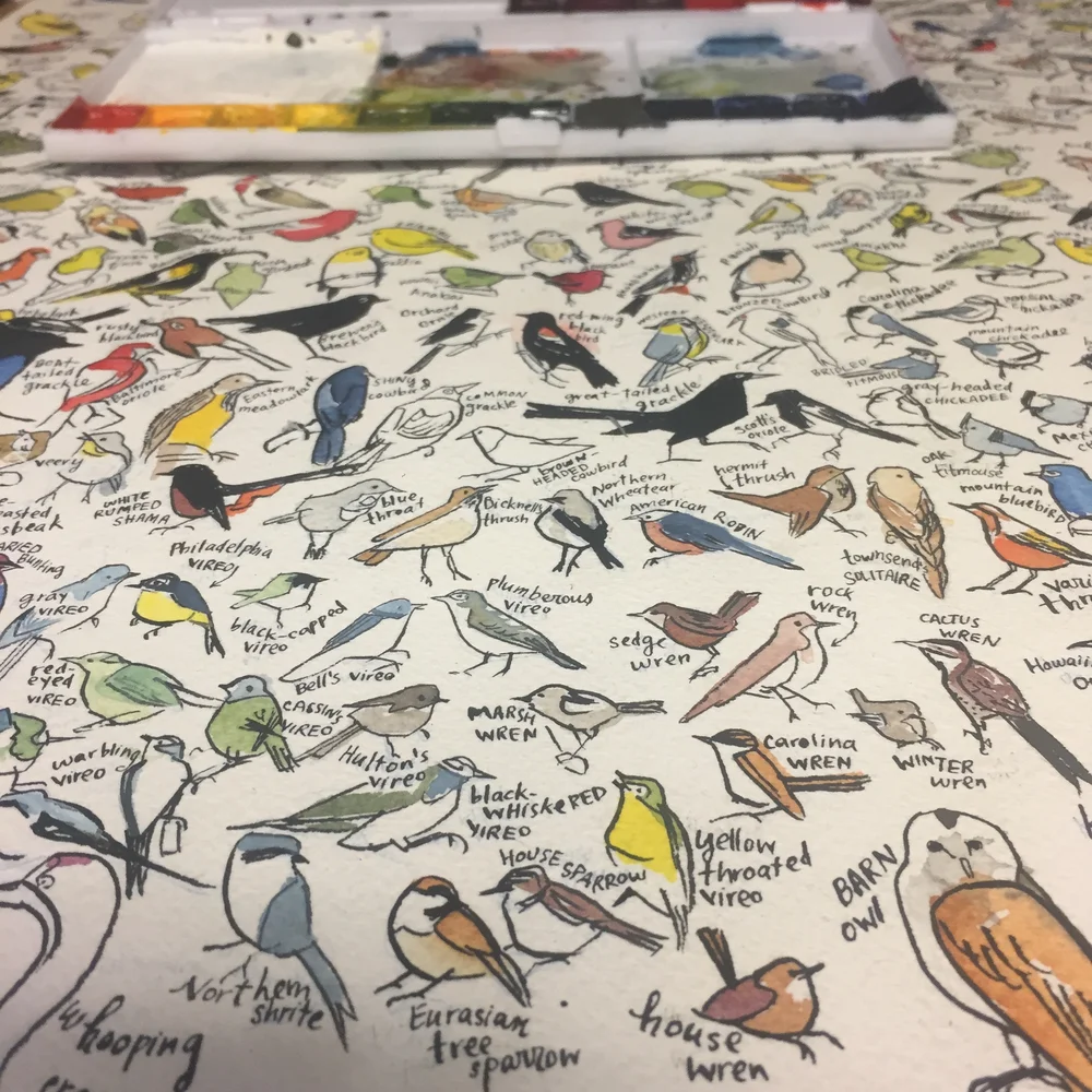 Here Is What I Learned When I Drew All The Birds In North America ...